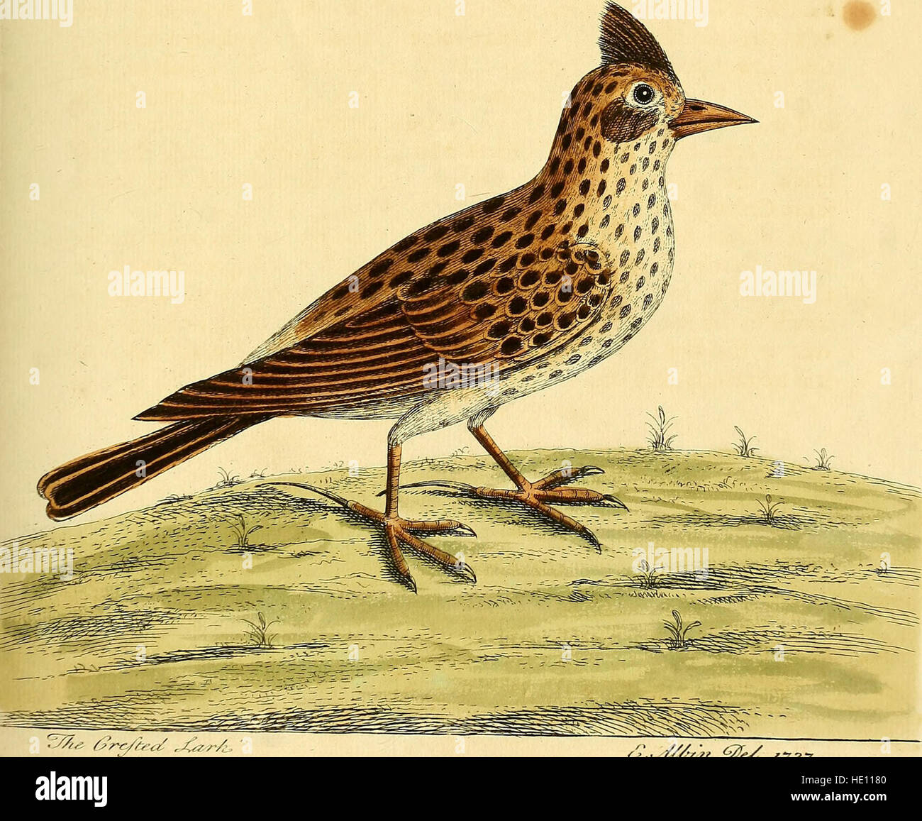 Published in 1731, this work provides a comprehensive natural history ...