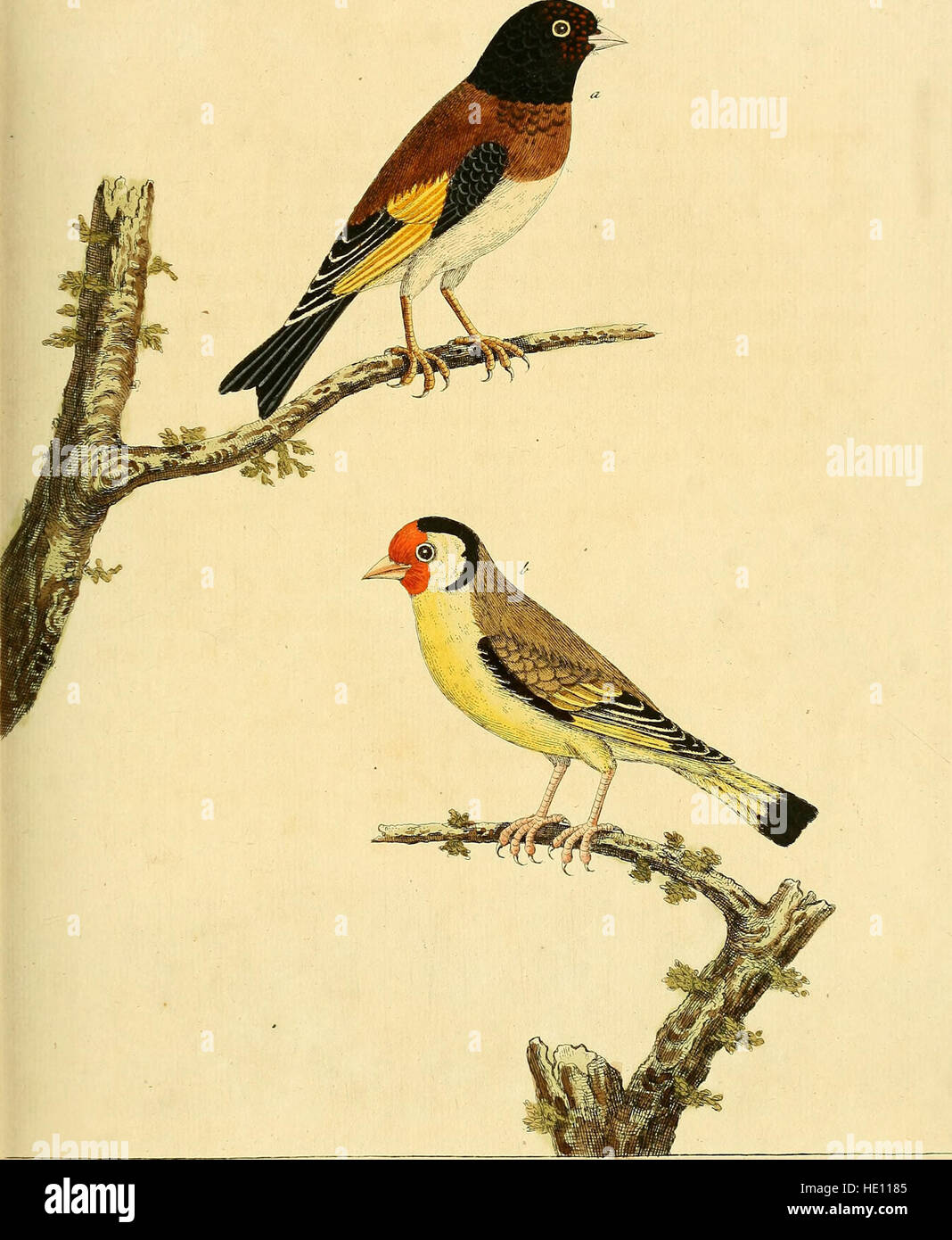 This 1731 work presents a detailed natural history of birds, featuring ...