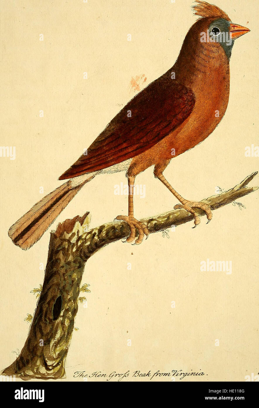 This 1731 book provides a detailed natural history of birds, featuring ...