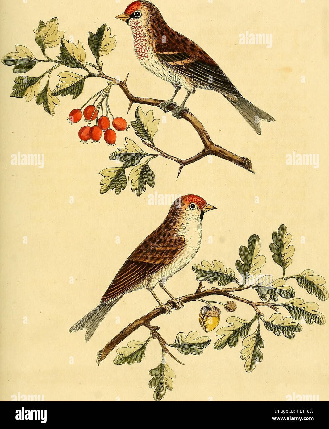 This comprehensive work on birds includes detailed illustrations of ...