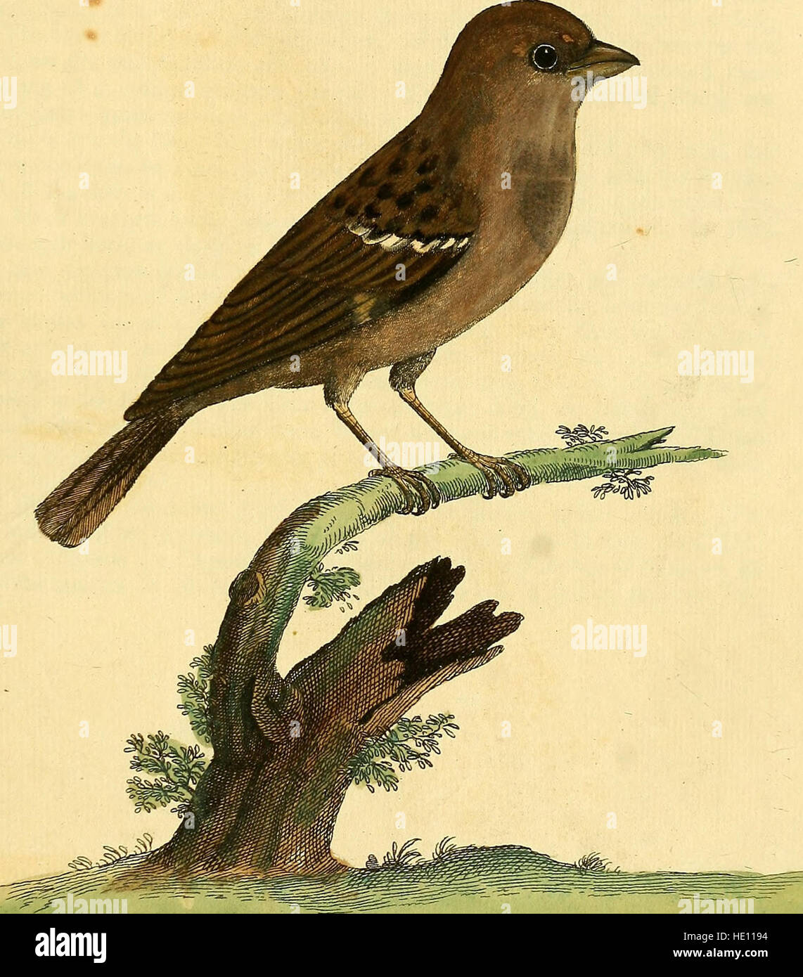 This 1731 natural history book presents a detailed study of birds ...