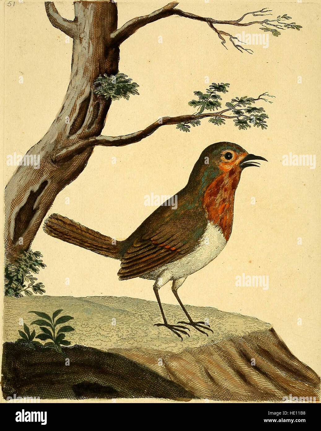 'A Natural History of Birds' (1731) is a pioneering ornithological work ...