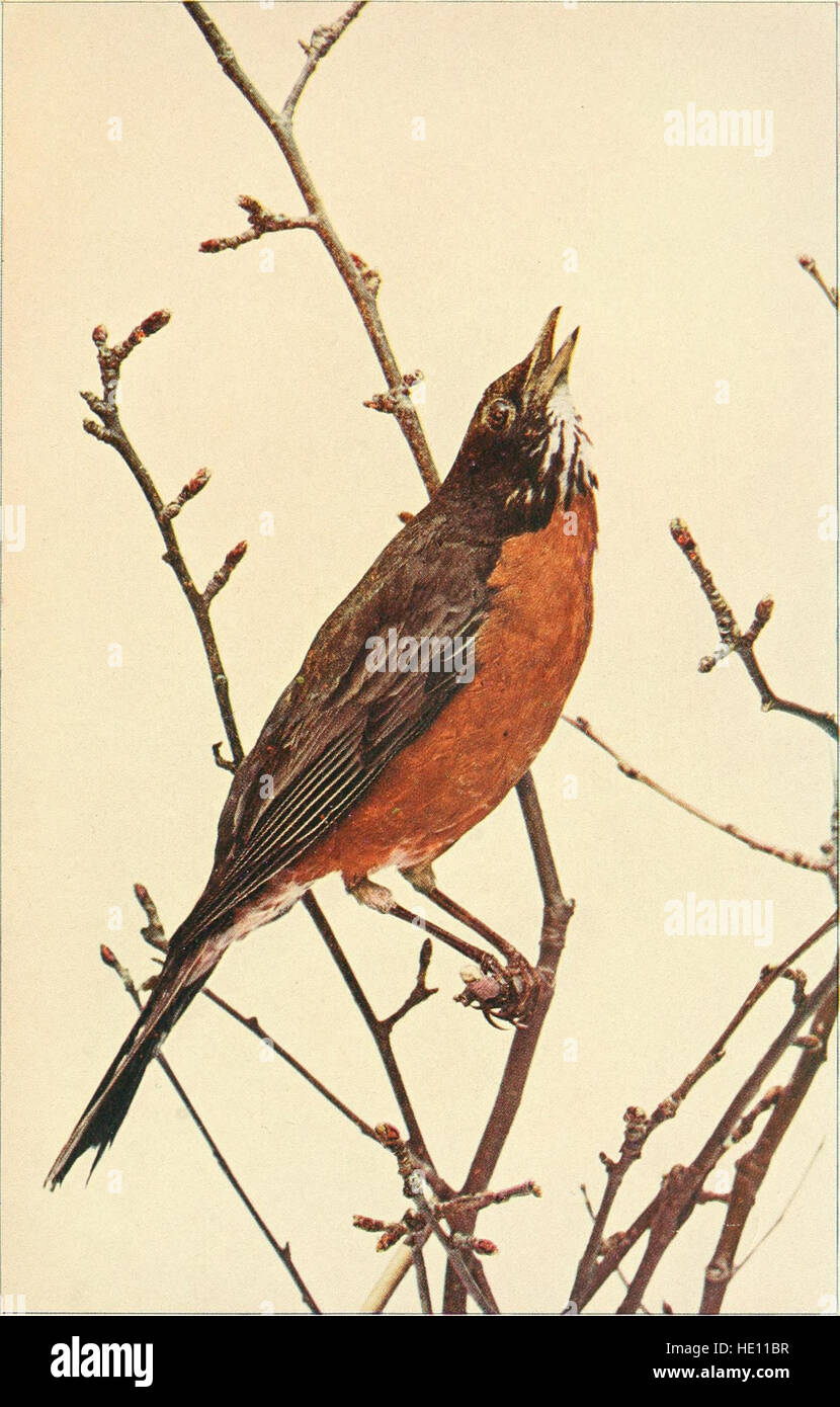 The first book of birds; (1899 Stock Photo - Alamy