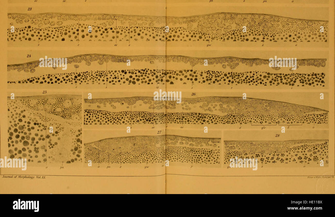The 1909 *Journal of Morphology* publishes research on biological ...