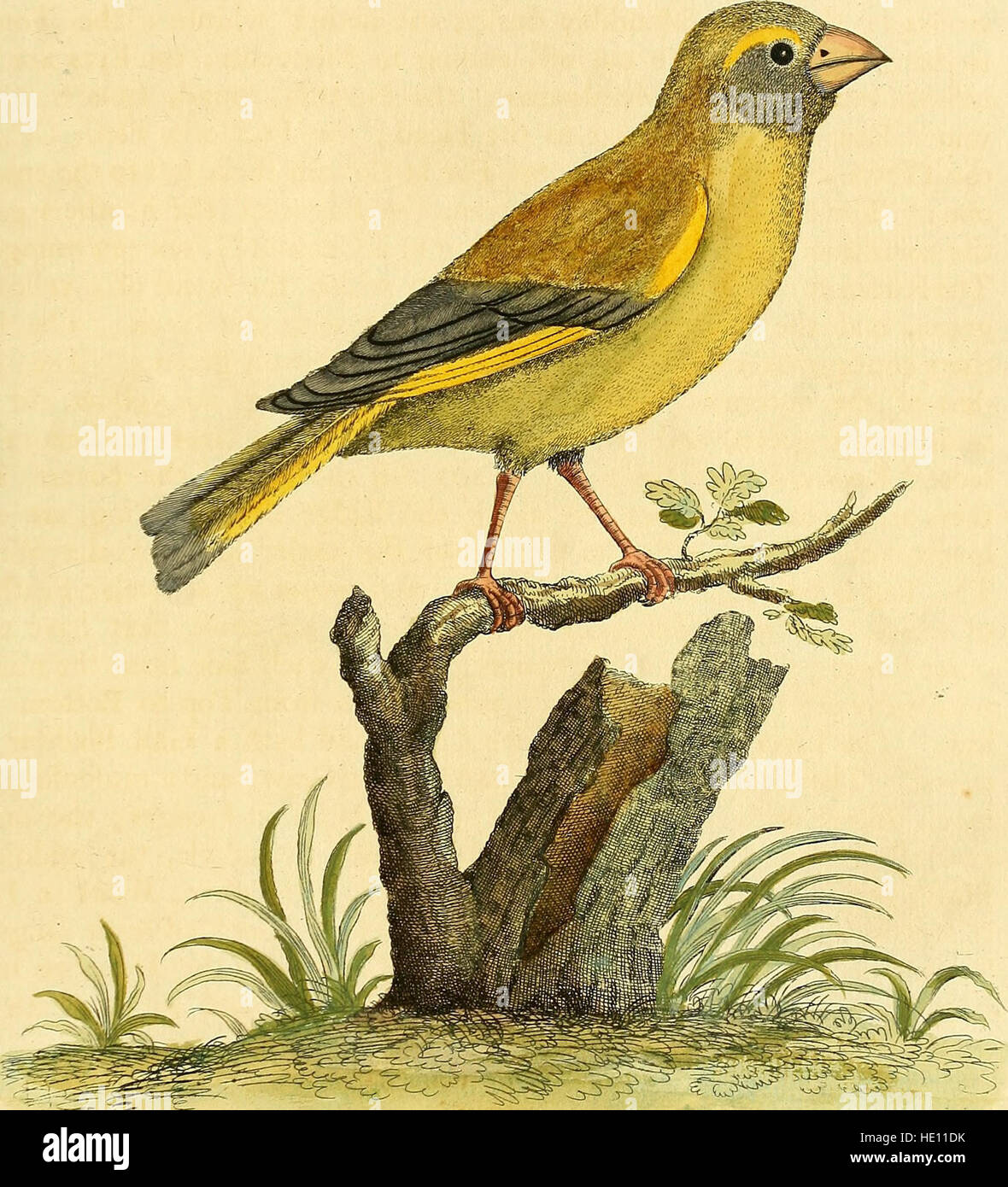 *A Natural History of Birds* (1731) is a detailed work that presents ...