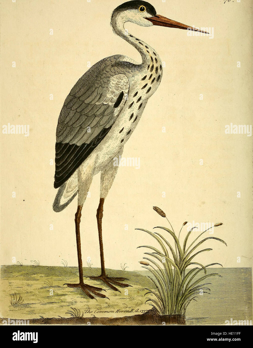 This 1731 work provides a natural history of birds, featuring 101 ...