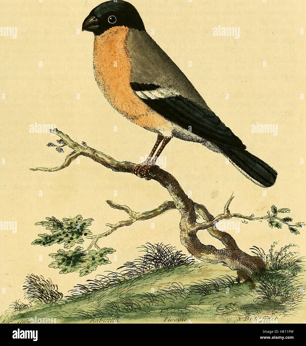 This 1731 work presents a natural history of birds, illustrated with ...