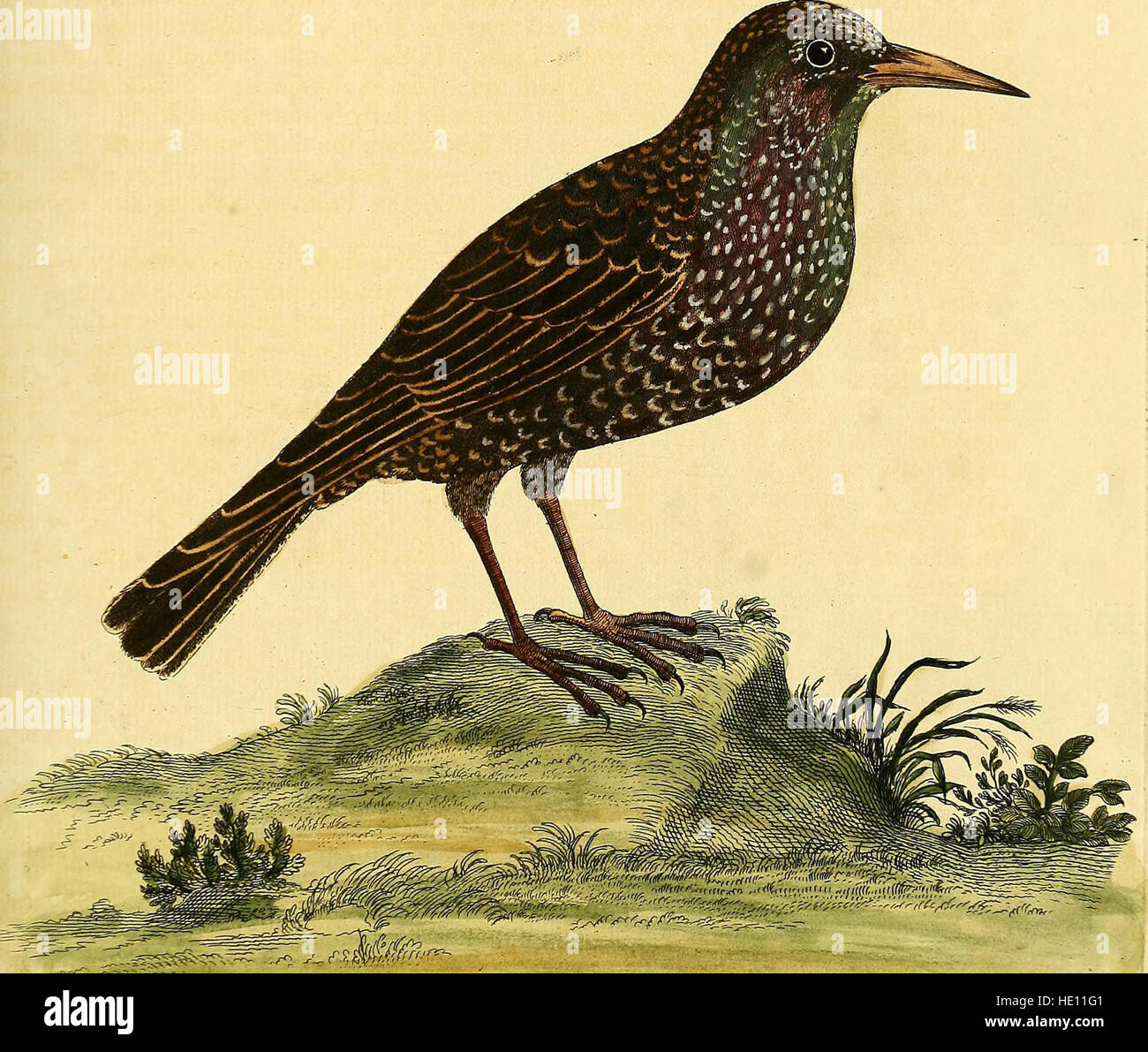 This 1731 work provides a detailed natural history of birds, featuring ...