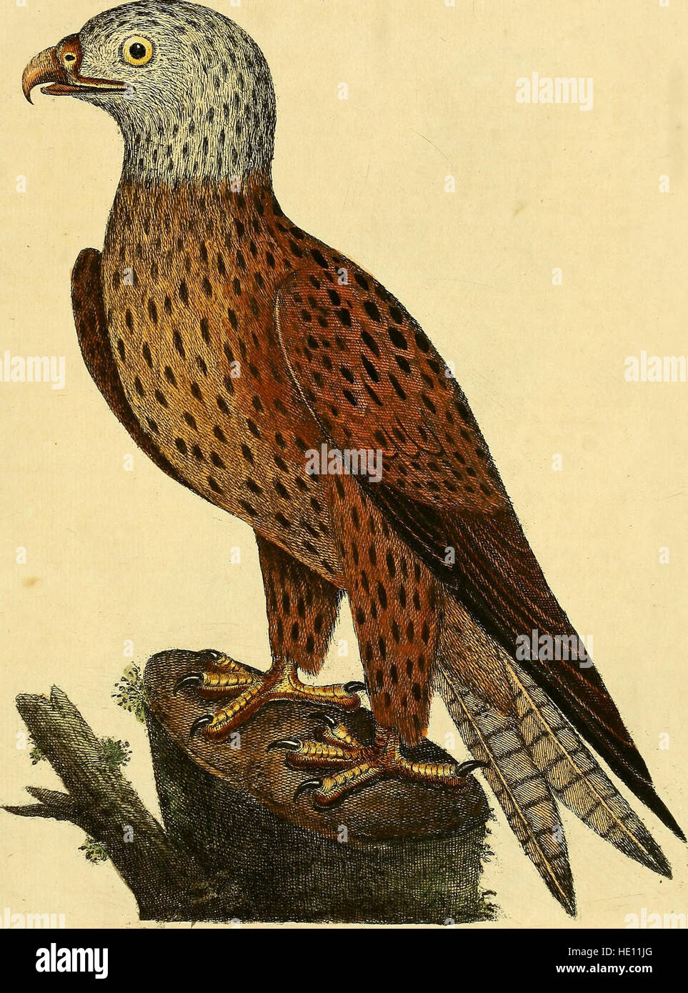 This 1731 work offers a detailed natural history of birds, illustrated ...