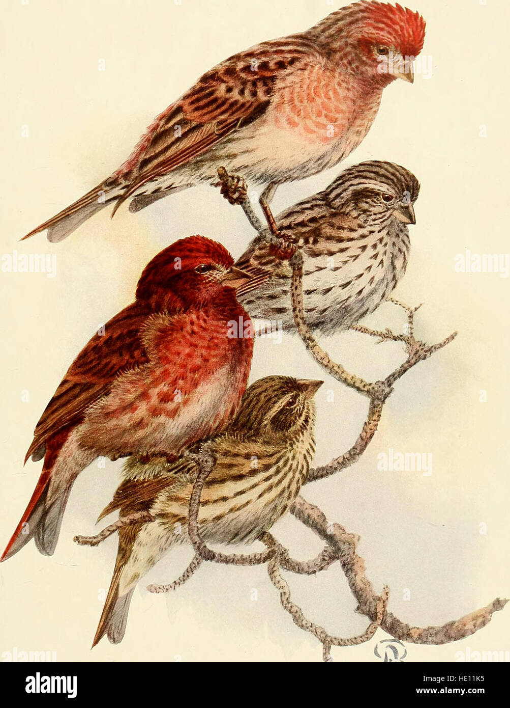This guide provides a comprehensive overview of the birds found in ...