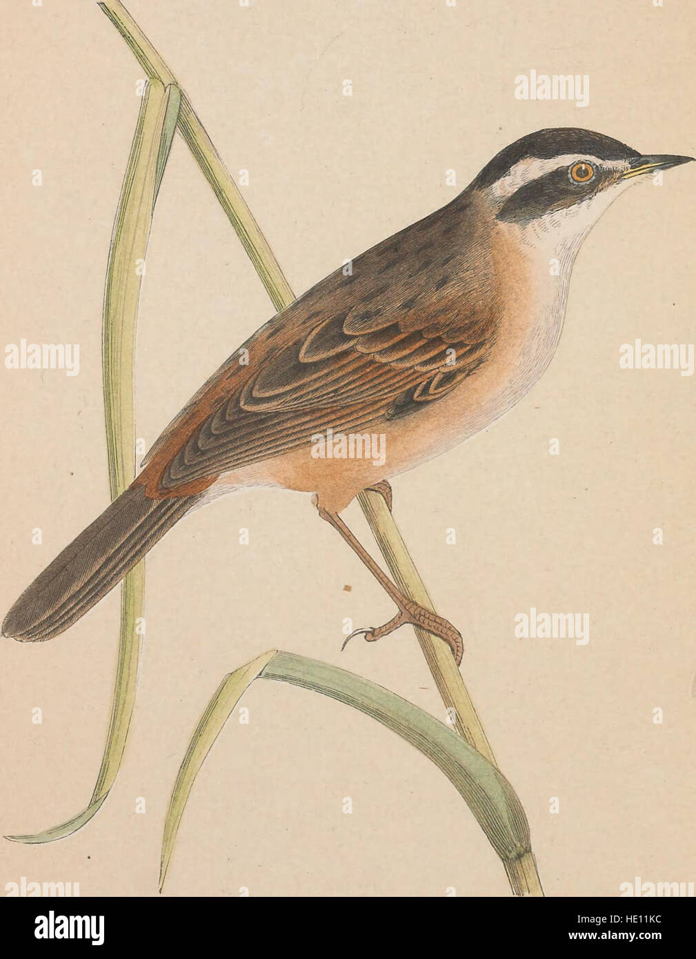 This 1859 book offers a detailed study of European bird species that ...