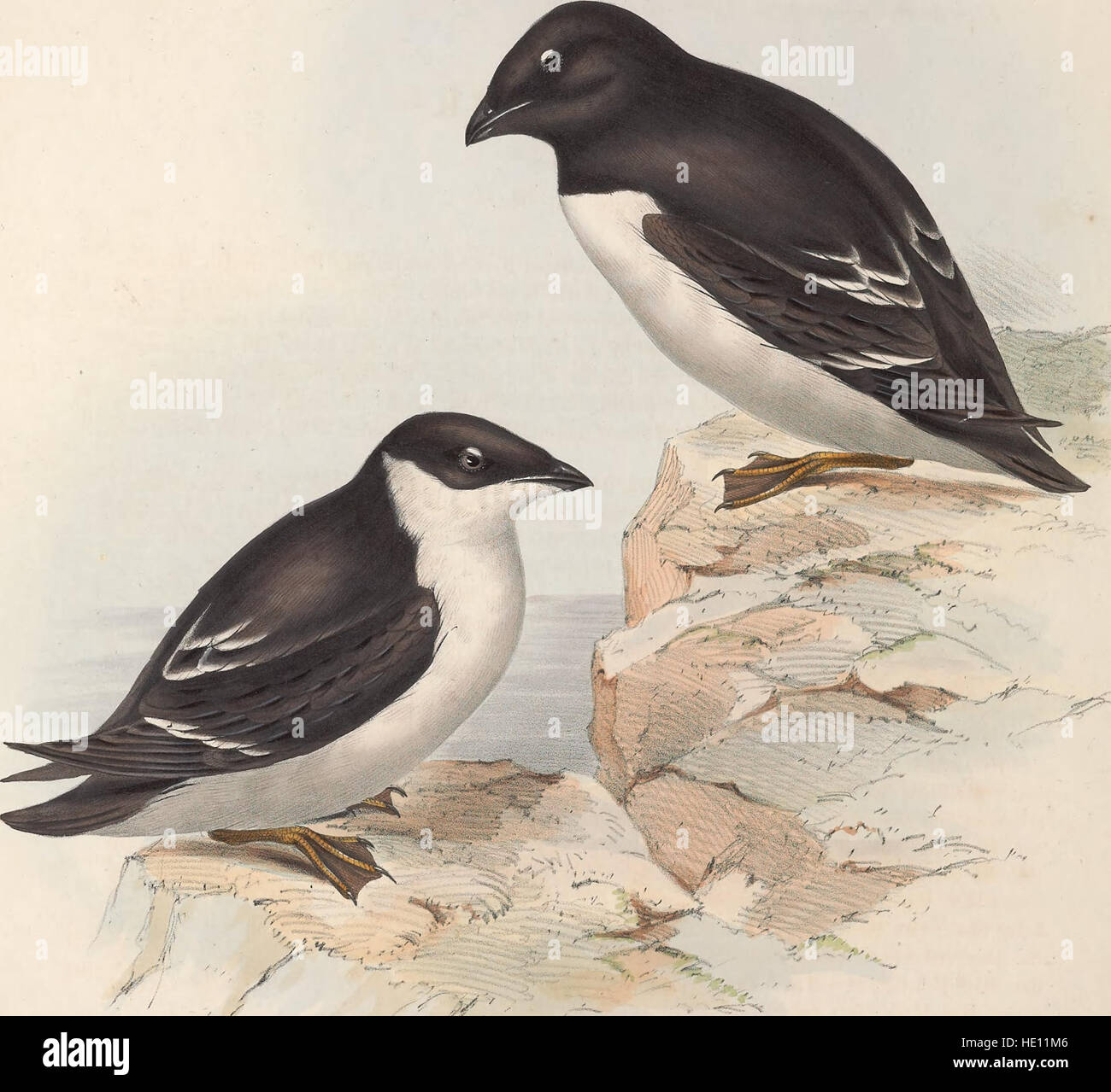 *The Birds of Europe* (1837) is an ornithological work that provides ...