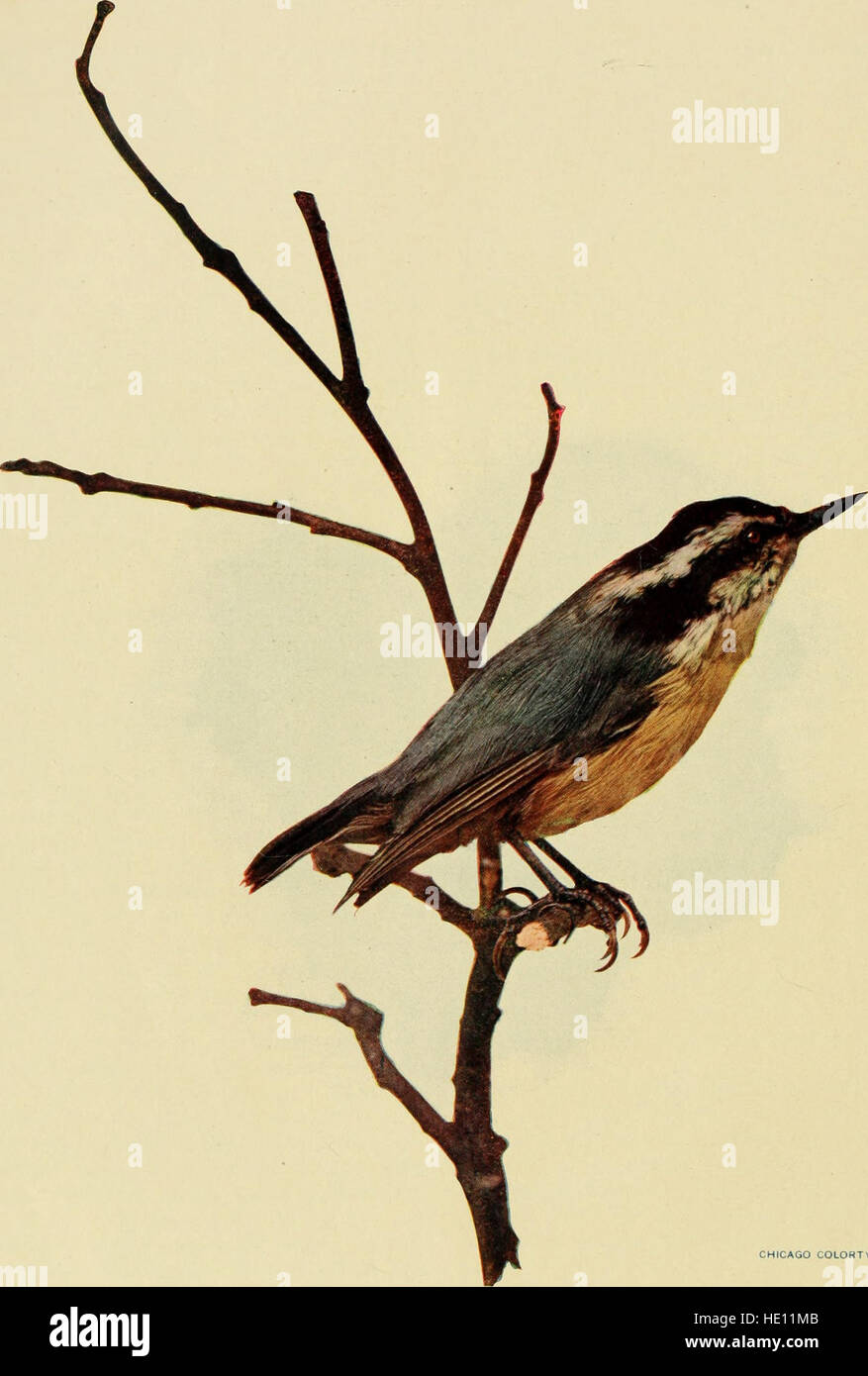 Birds and nature (1900 Stock Photo - Alamy