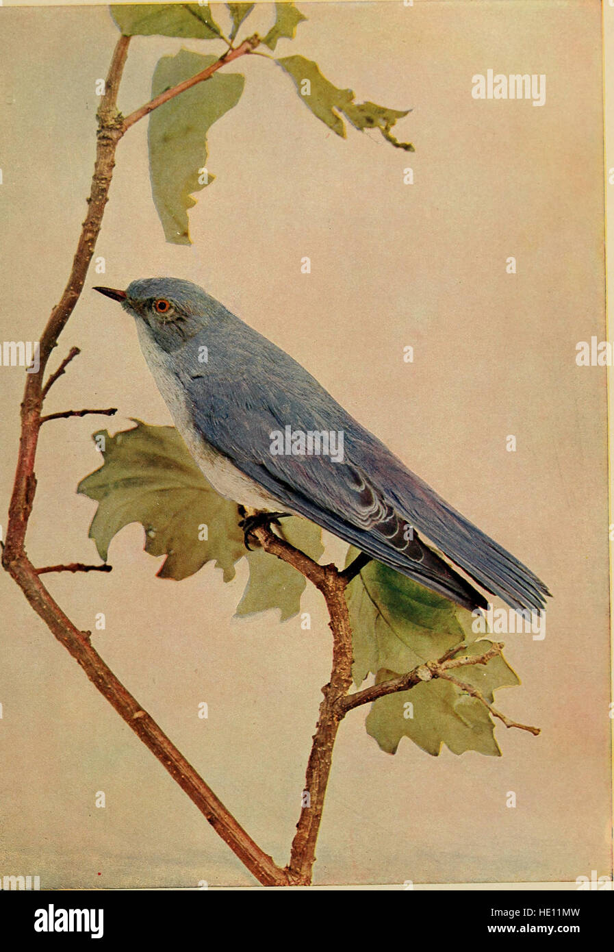 A 1904 publication dedicated to the study of birds and their natural ...