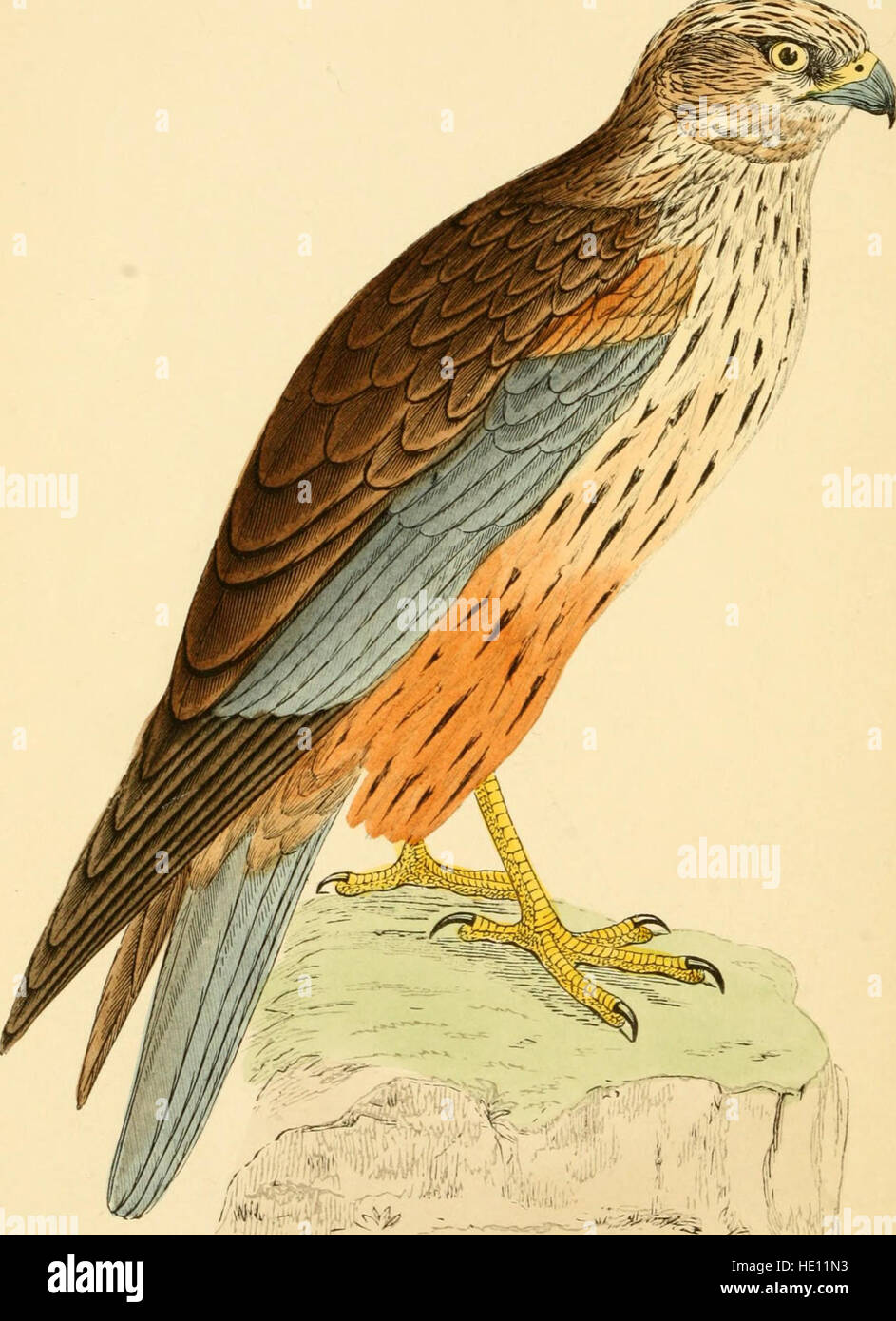 This 1862 work by the Rev. F.O. Morris offers an in-depth history of ...