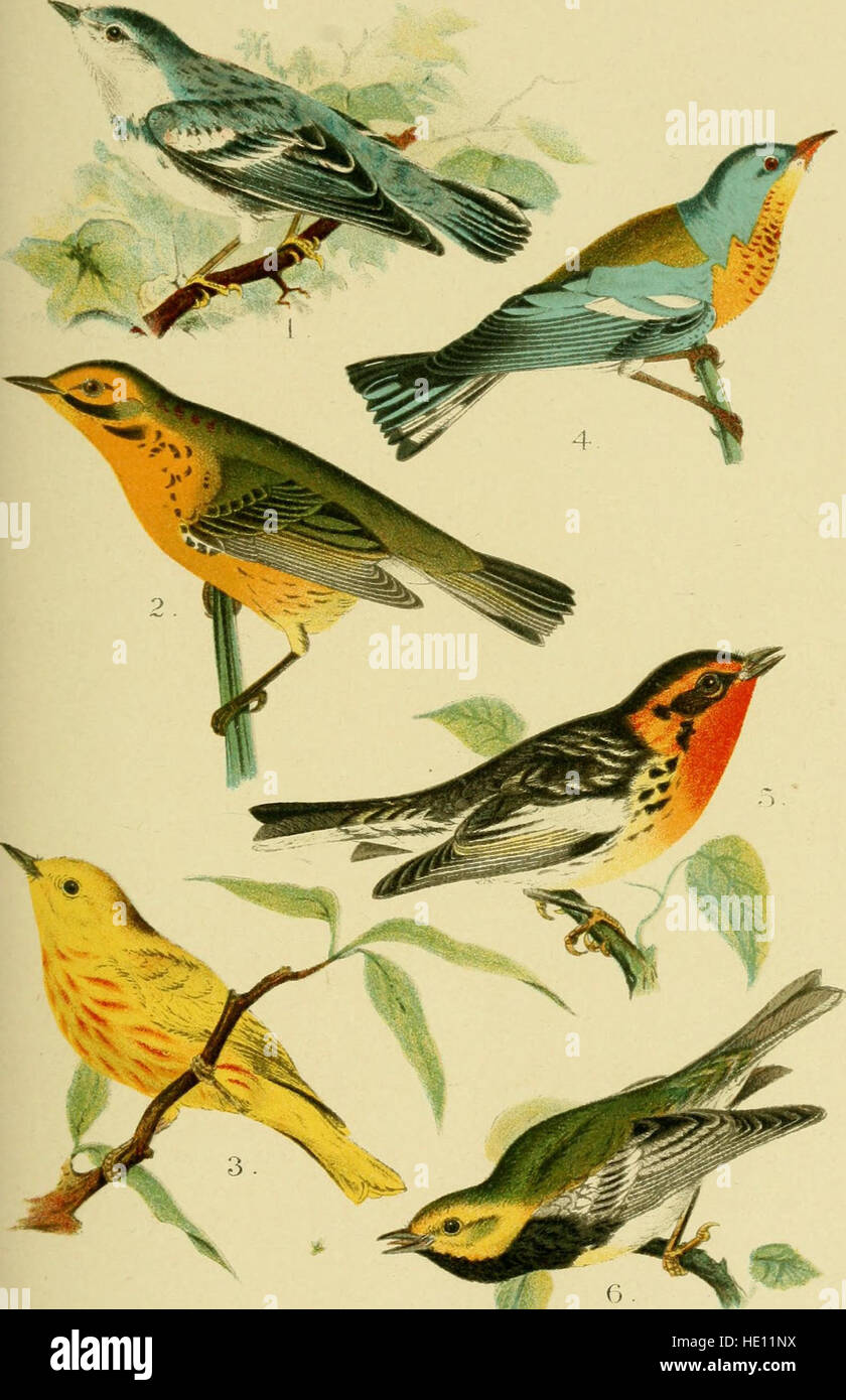 Published in 1905, this handbook offers a comprehensive guide to the ...
