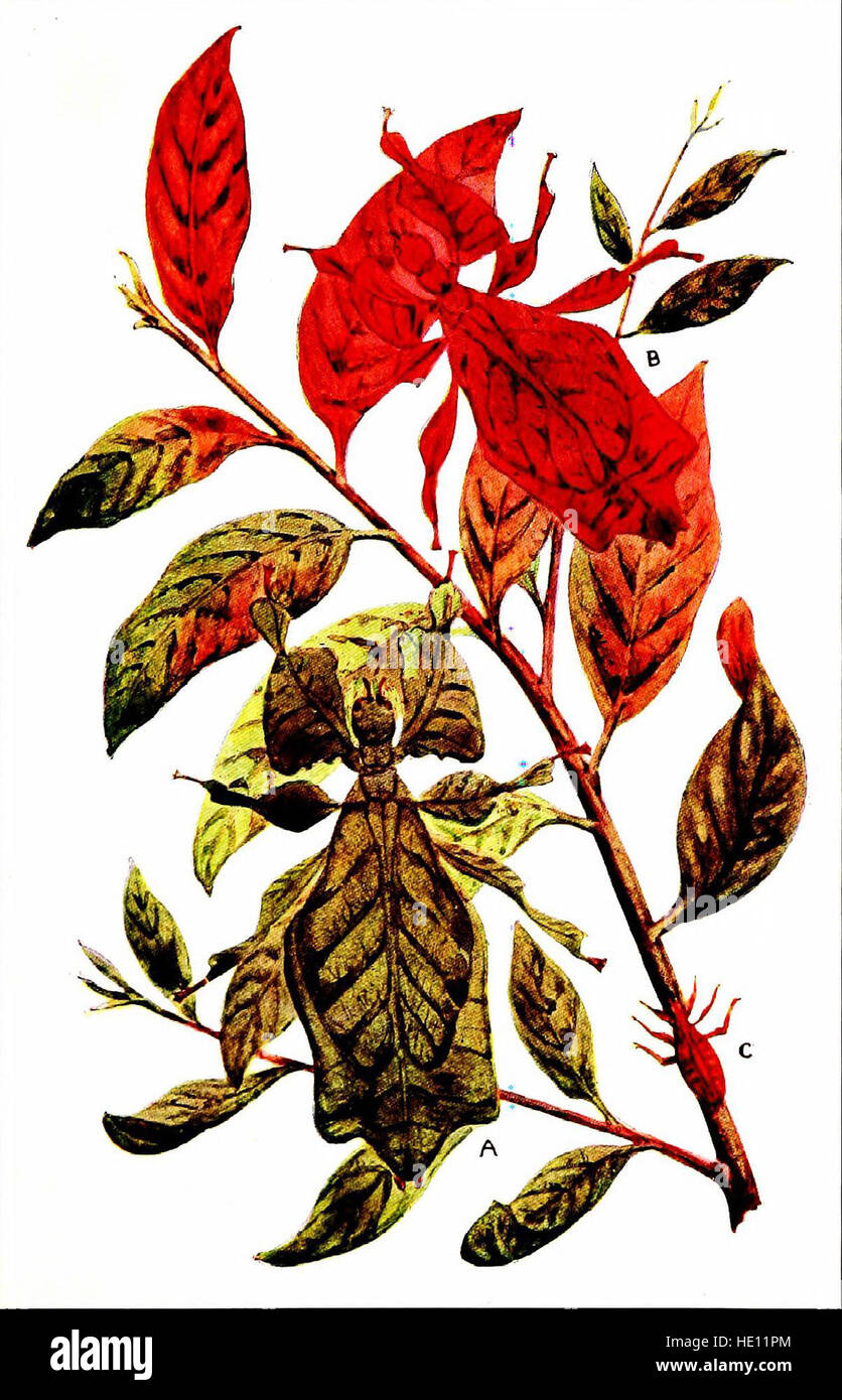 'The Wonder of Life' (1914) explores the mysteries of biology and life ...