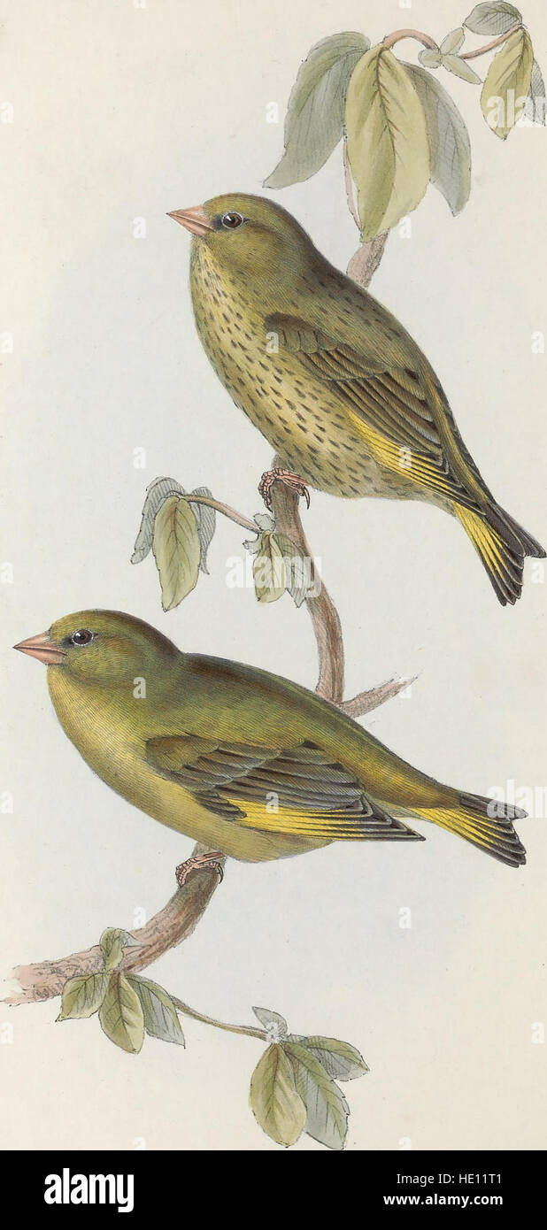 *The Birds of Europe* (1837) is an ornithological work that provides ...