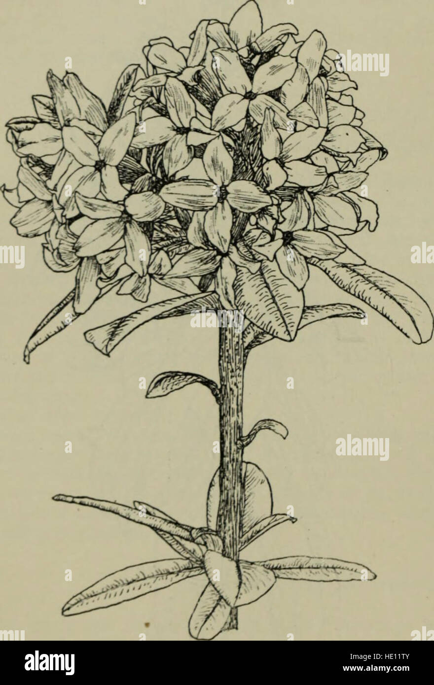 Trees and shrubs, hardy in the British isles (1914 Stock Photo - Alamy