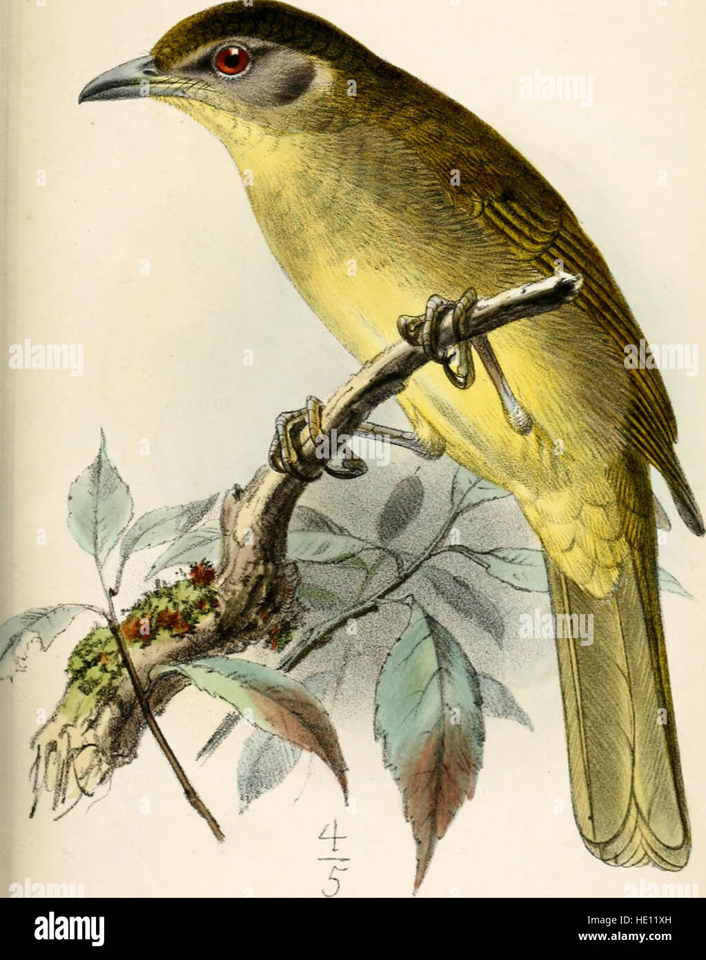 *Catalogue of the Birds in the British Museum* (1881) details the bird ...