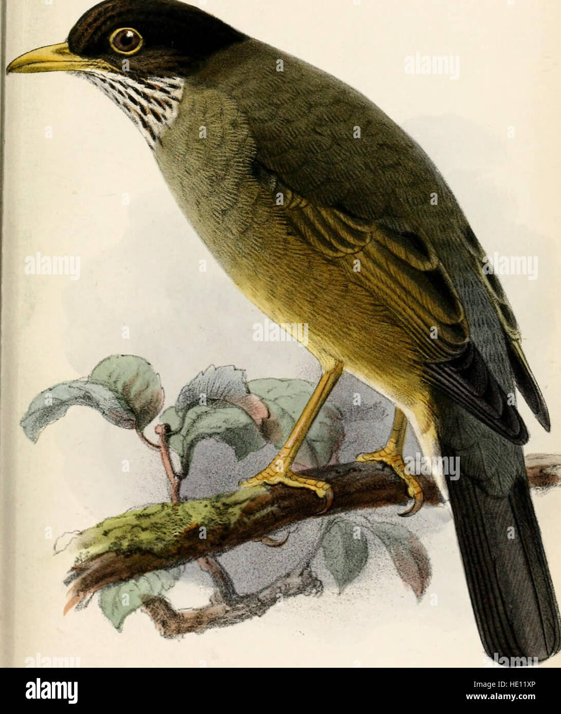 A catalog of bird species housed in the British Museum, compiled in ...