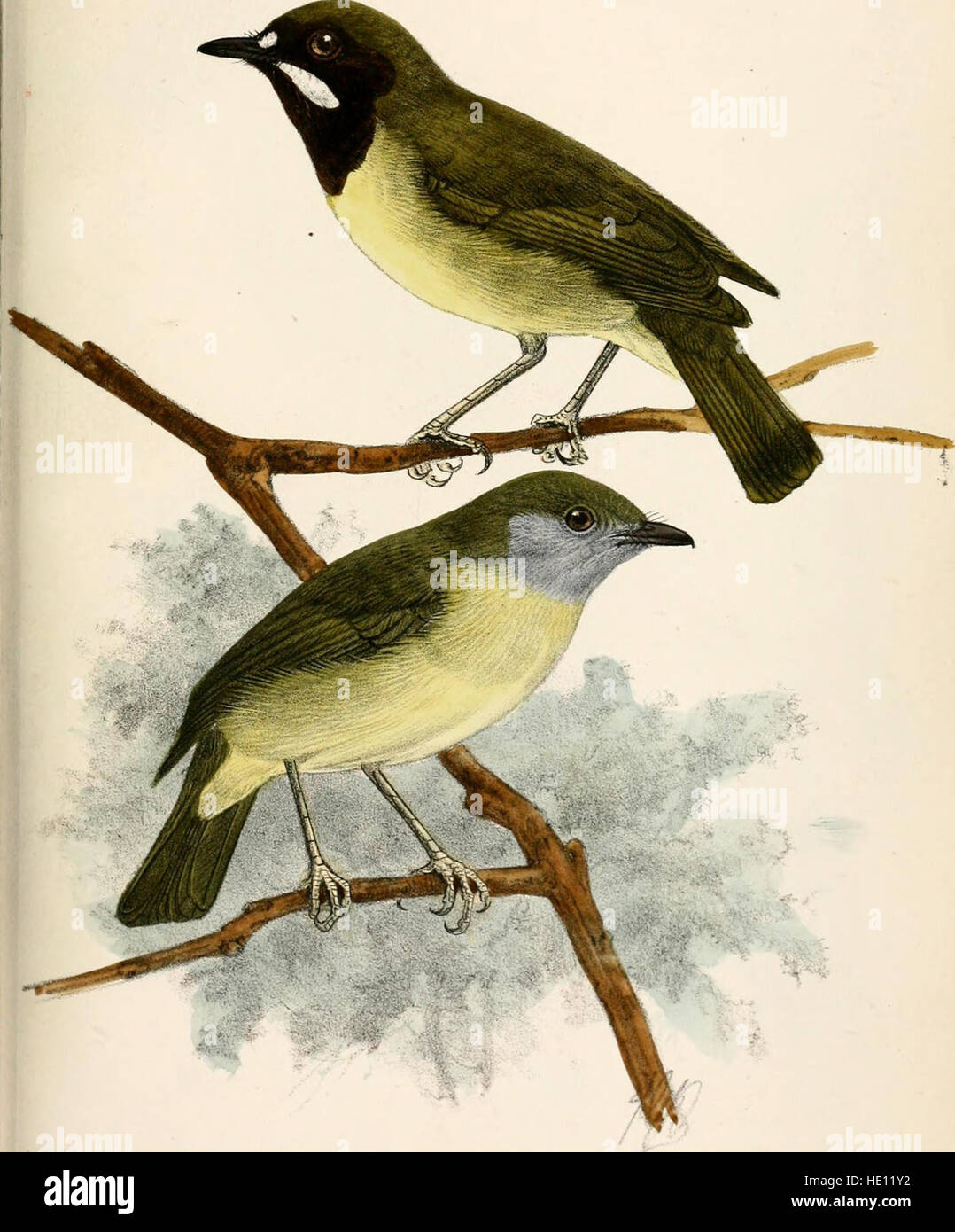 *Catalogue of the Birds in the British Museum* (1879) compiles a ...