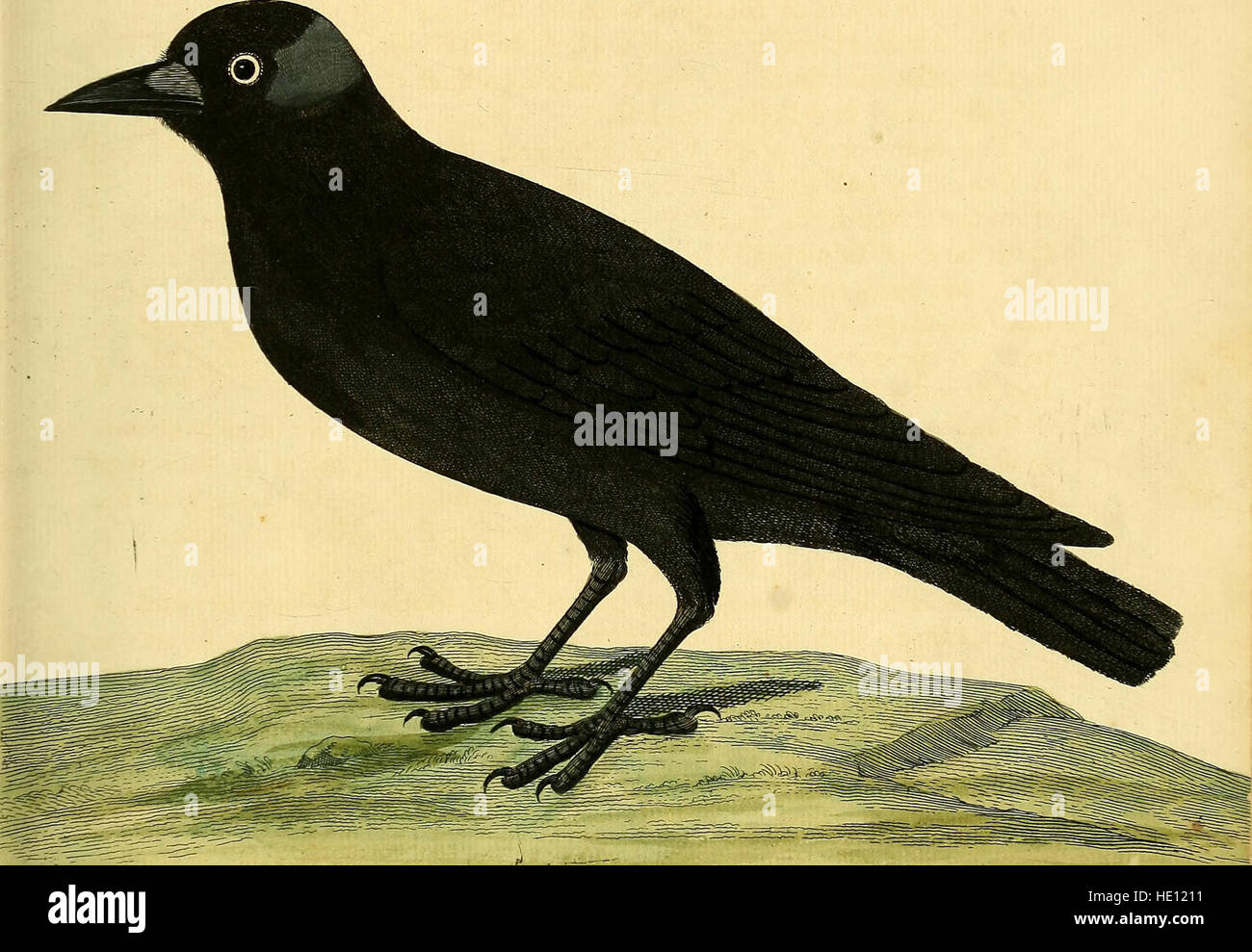 This 1731 work, 'A Natural History of Birds,' features detailed ...