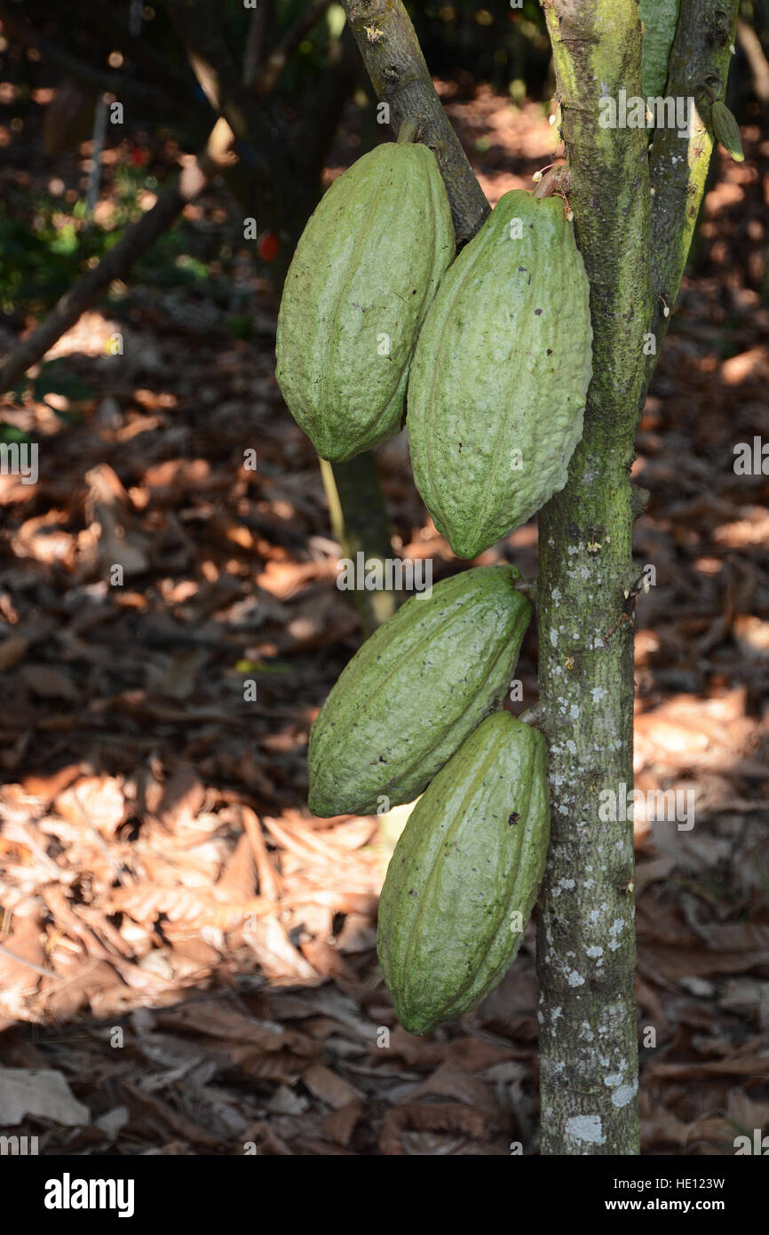 Cocoa tree bearing pods hi-res stock photography and images - Alamy