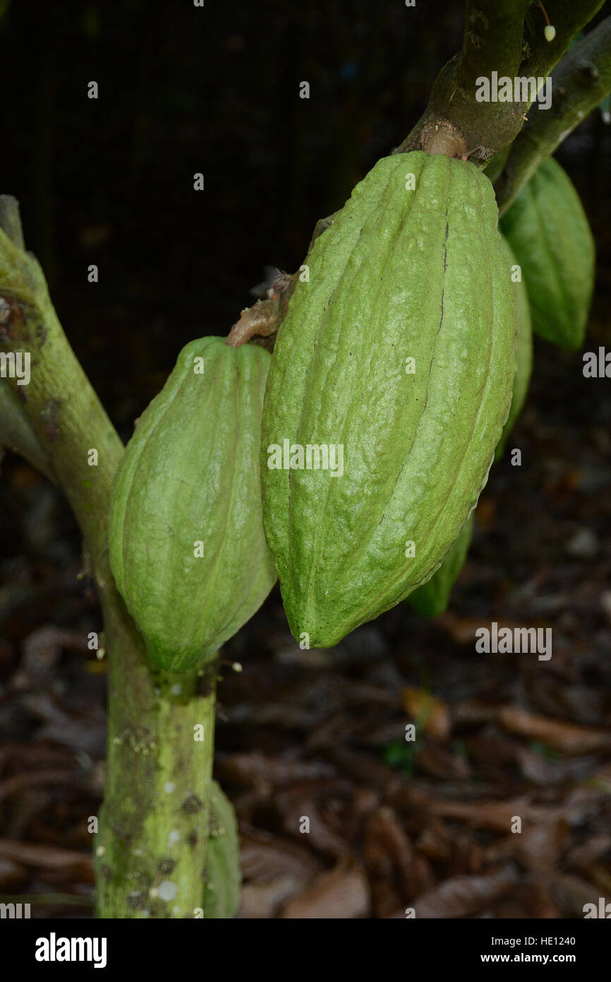 Cocoa Tree Bearing Pods High Resolution Stock Photography and Images ...