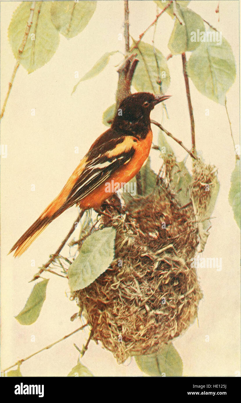 This 1899 book serves as an introduction to birdwatching, detailing ...