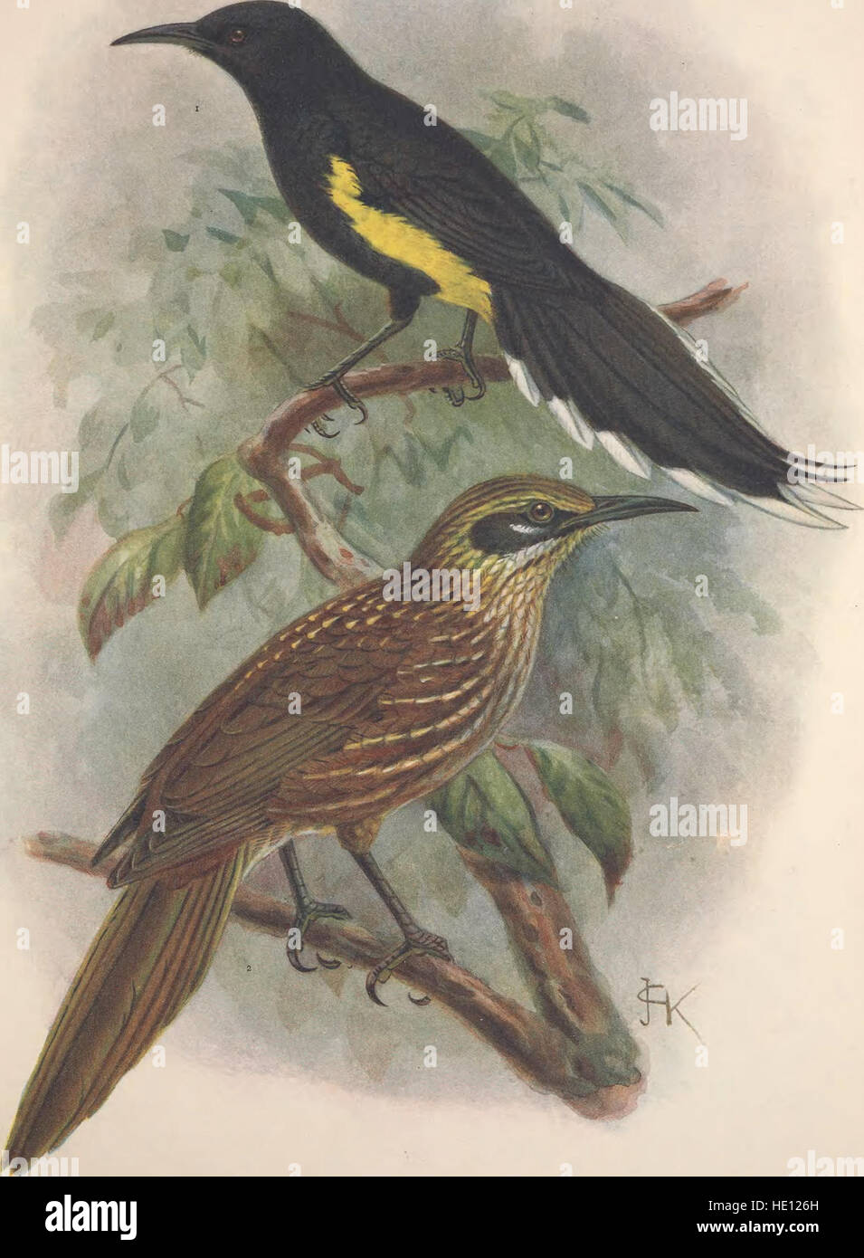 This volume compiles accounts of bird species that have become extinct ...