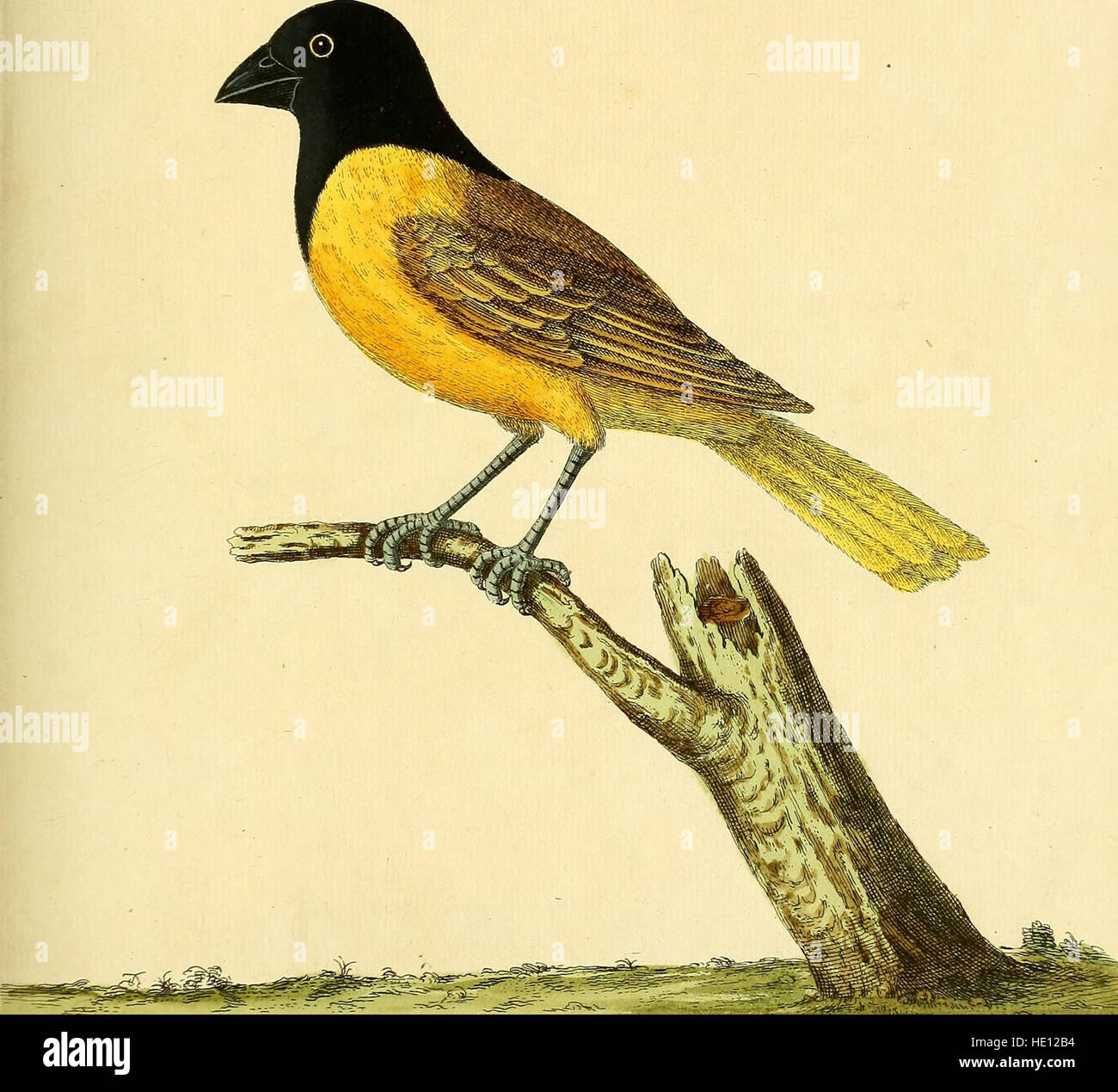 *A Natural History of Birds* (1731) is an early ornithological work ...