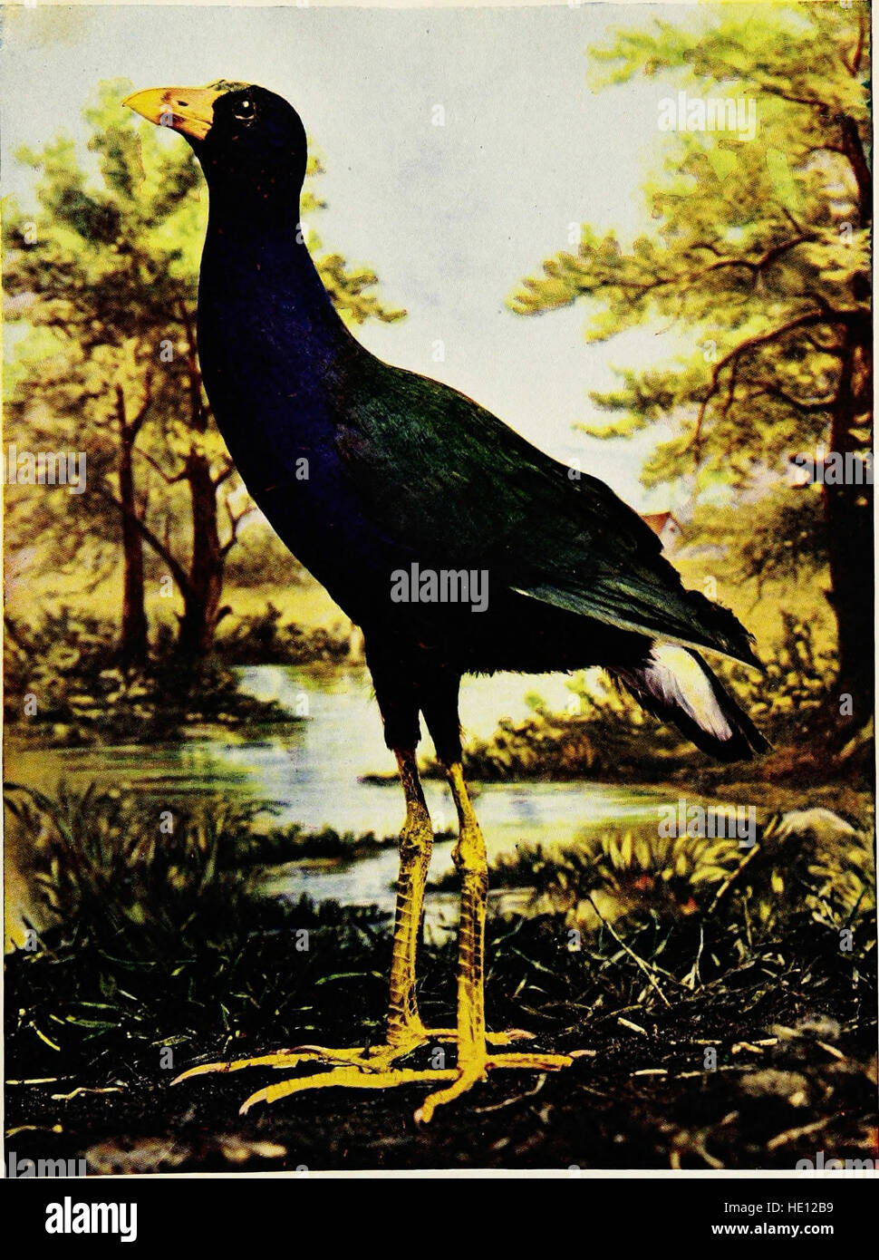 Birds That Hunt and Are Hunted details the life histories of 170 ...