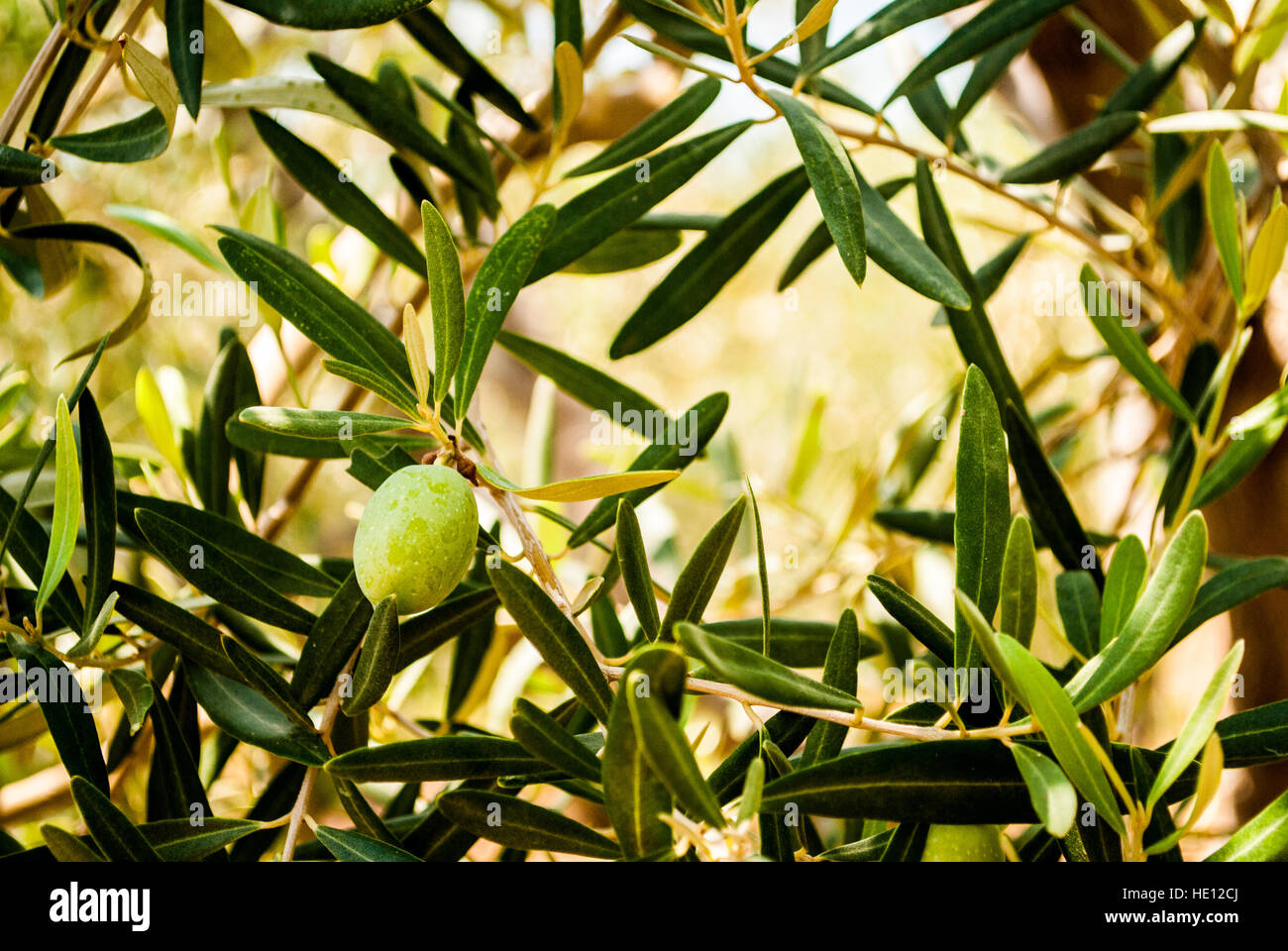 green olive tree close up Stock Photo - Alamy