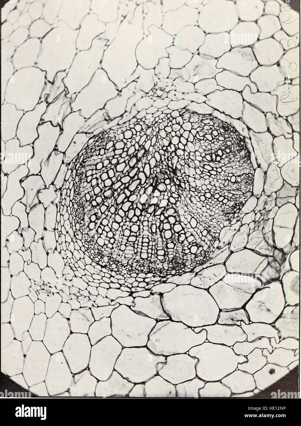 A 1912 study on crown gall, a plant disease caused by bacterial ...