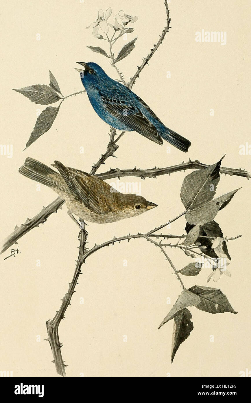 'Bird Lore' (1907) is a journal dedicated to the study and appreciation ...