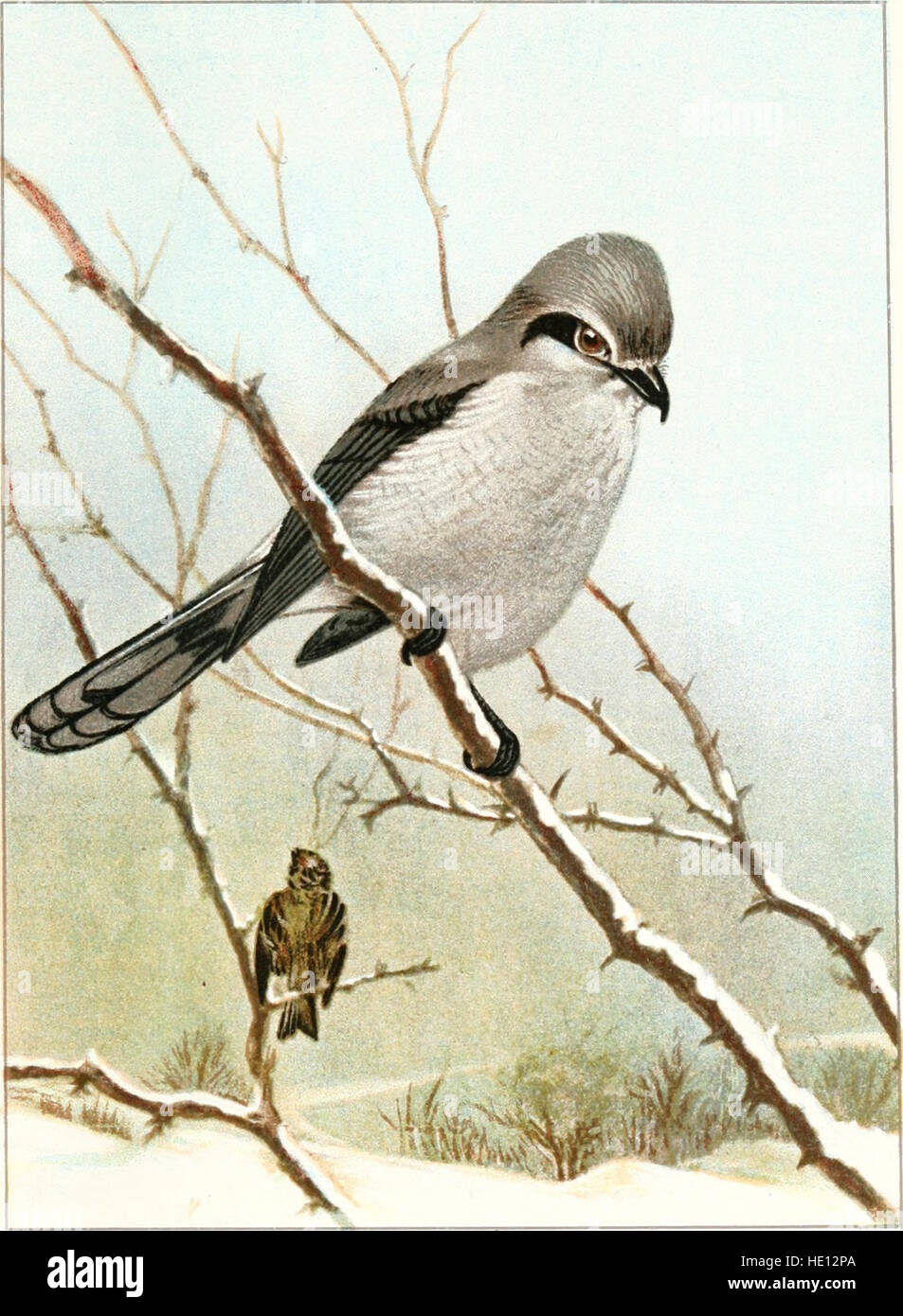 This 1901 guide provides an introduction to the study of common birds ...