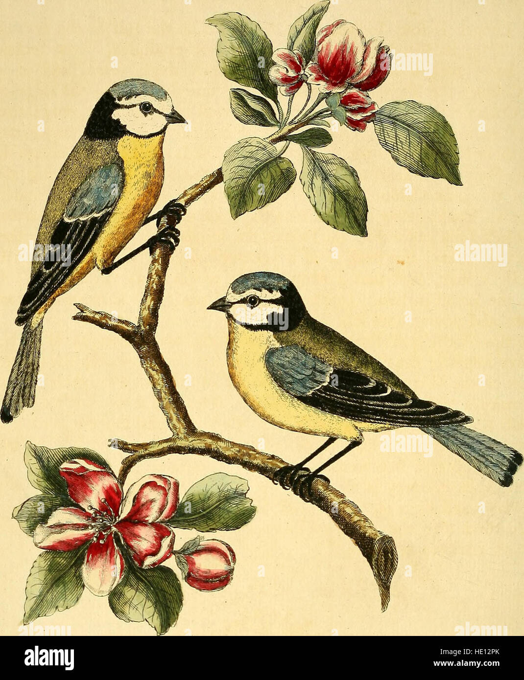 *A Natural History of Birds* (1731) provides detailed accounts of bird ...