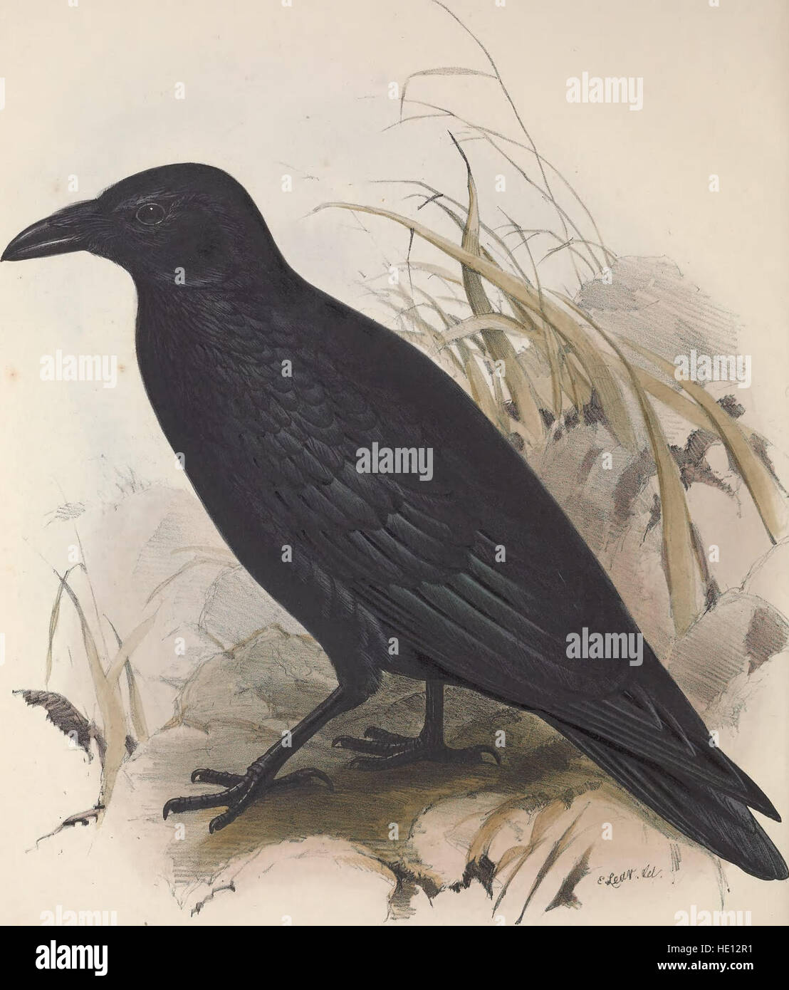 *The Birds of Europe* (1837) is a comprehensive guide to the bird ...