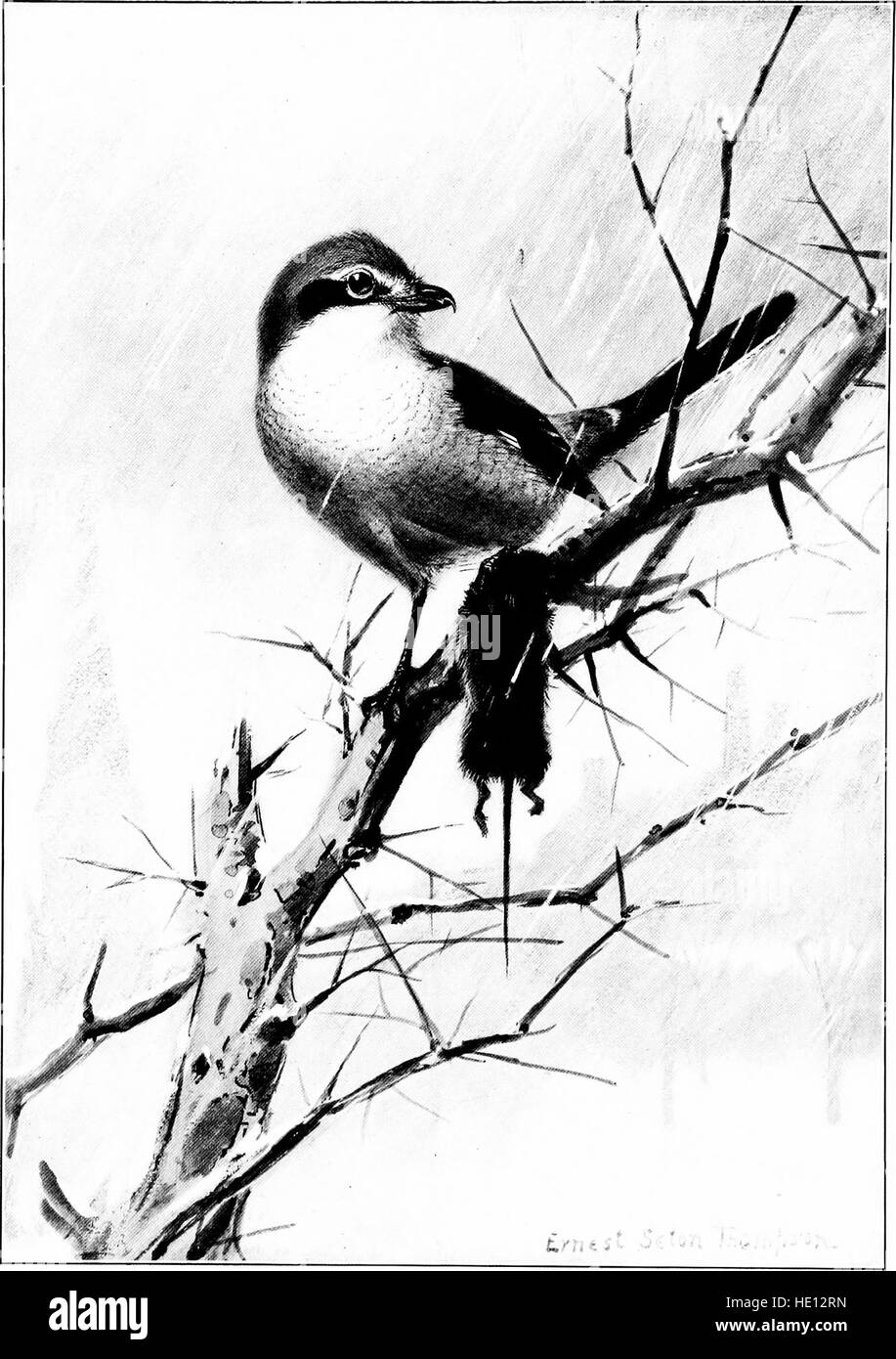 Physical behaviors Black and White Stock Photos & Images - Alamy