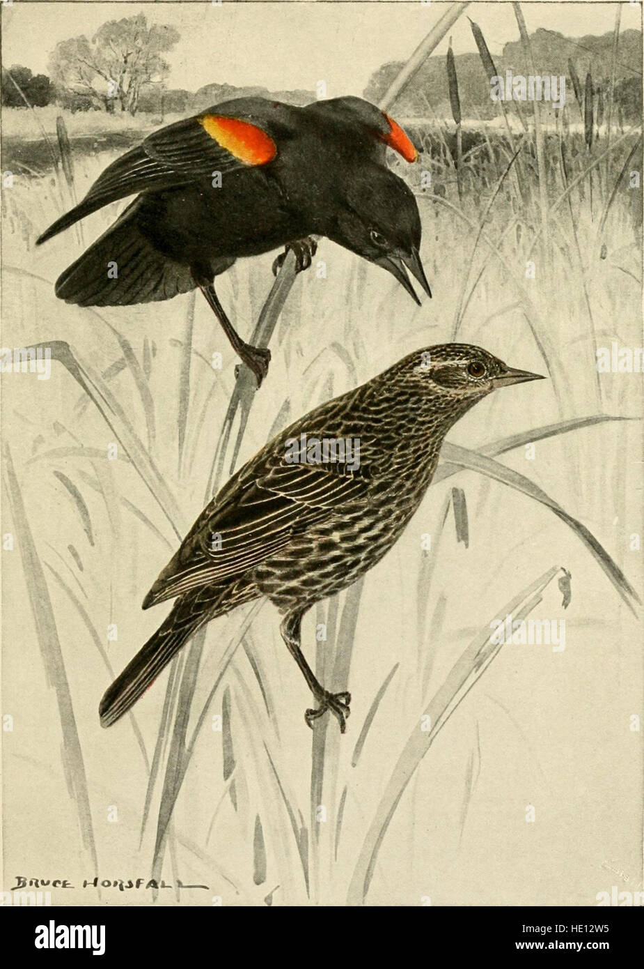 This 1907 book features stories about birds and their behaviors ...