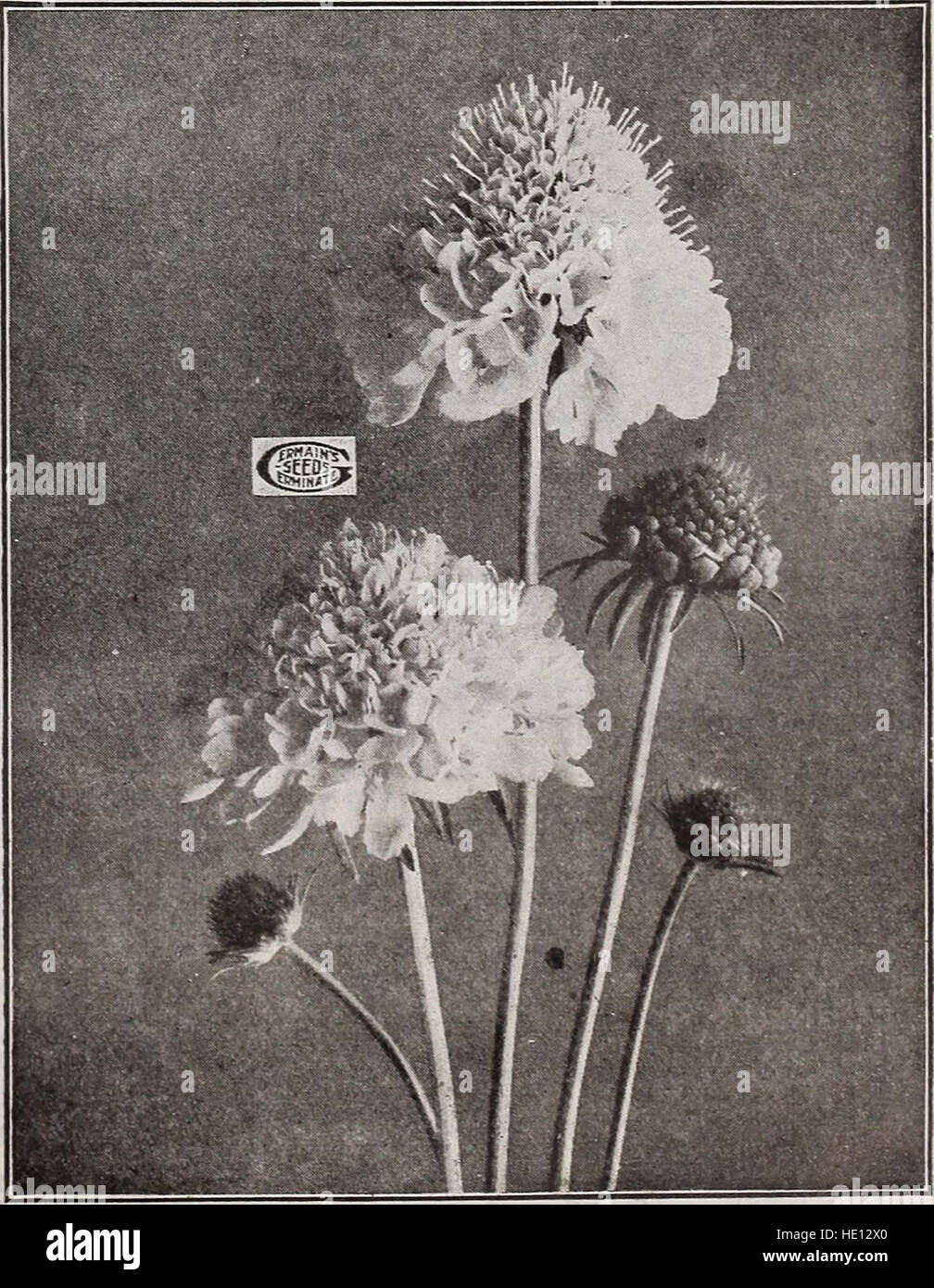 Germain - (catalog) (1919 Stock Photo - Alamy