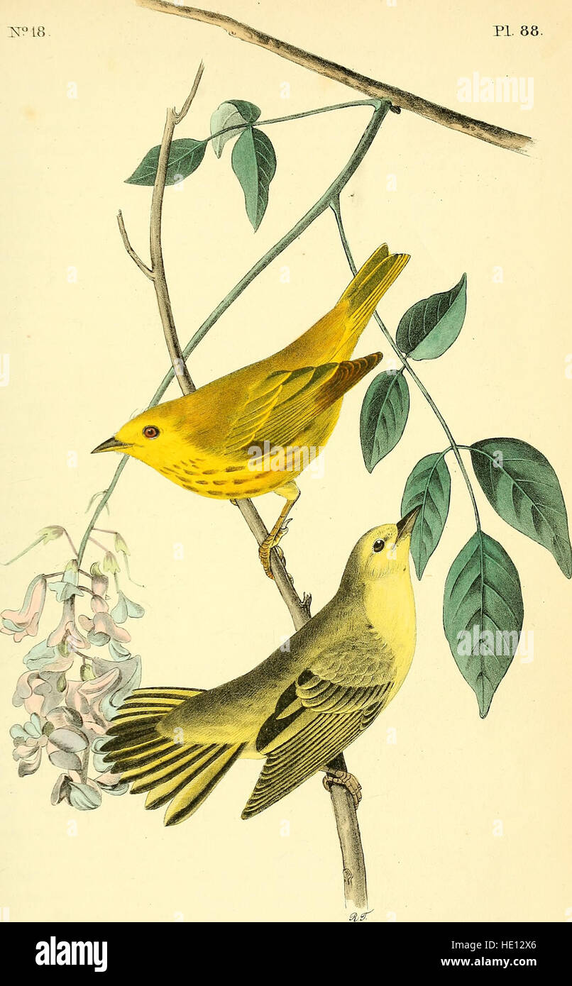 *The Birds of America* (1840) showcases detailed drawings of North ...