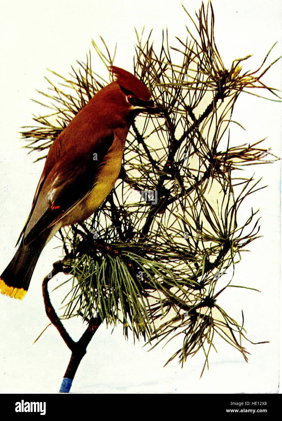 Bird studies for home and school hi-res stock photography and images ...