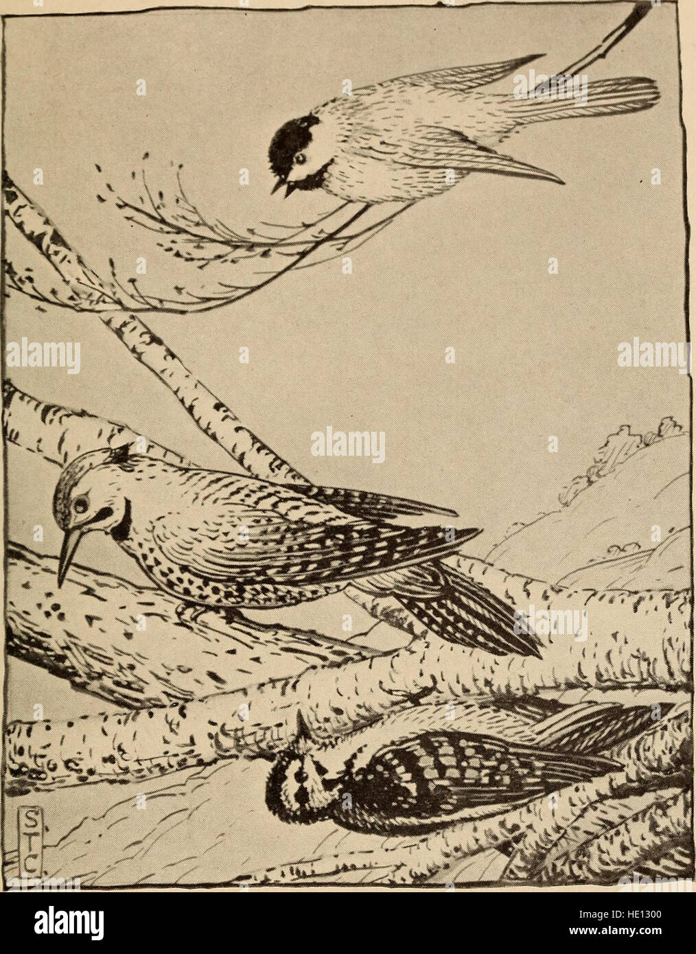 *Chickadee-dee and His Friends* (1916) is a children’s book featuring ...