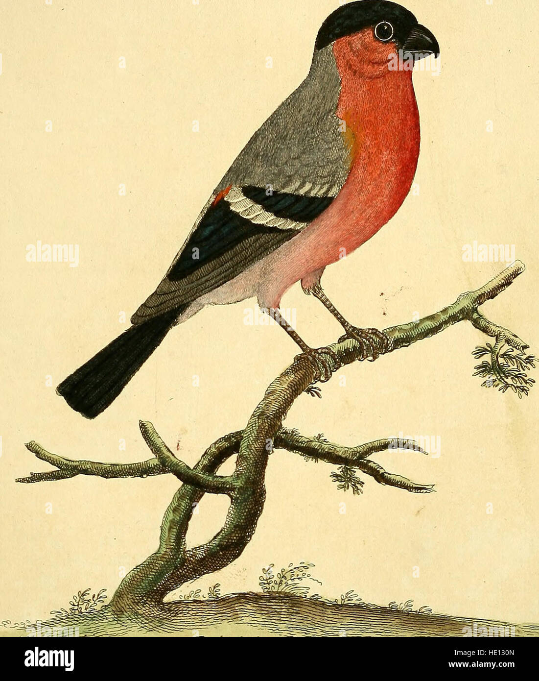 A 1731 natural history of birds, featuring detailed illustrations ...