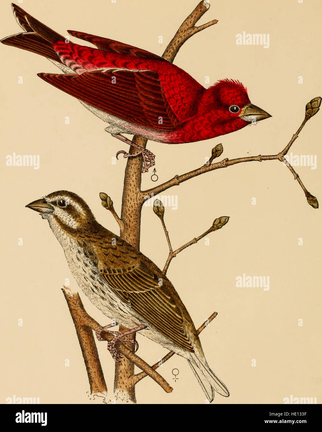 This work showcases the beauty of North American birds, highlighting ...