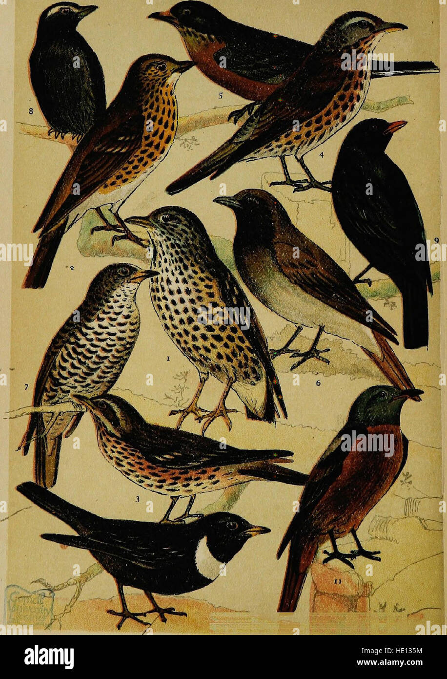 This 1892 guide to British birds provides comprehensive information on ...