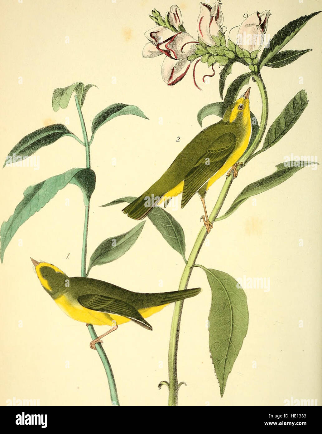 *The Birds of America* (1840), by John James Audubon, is a monumental ...