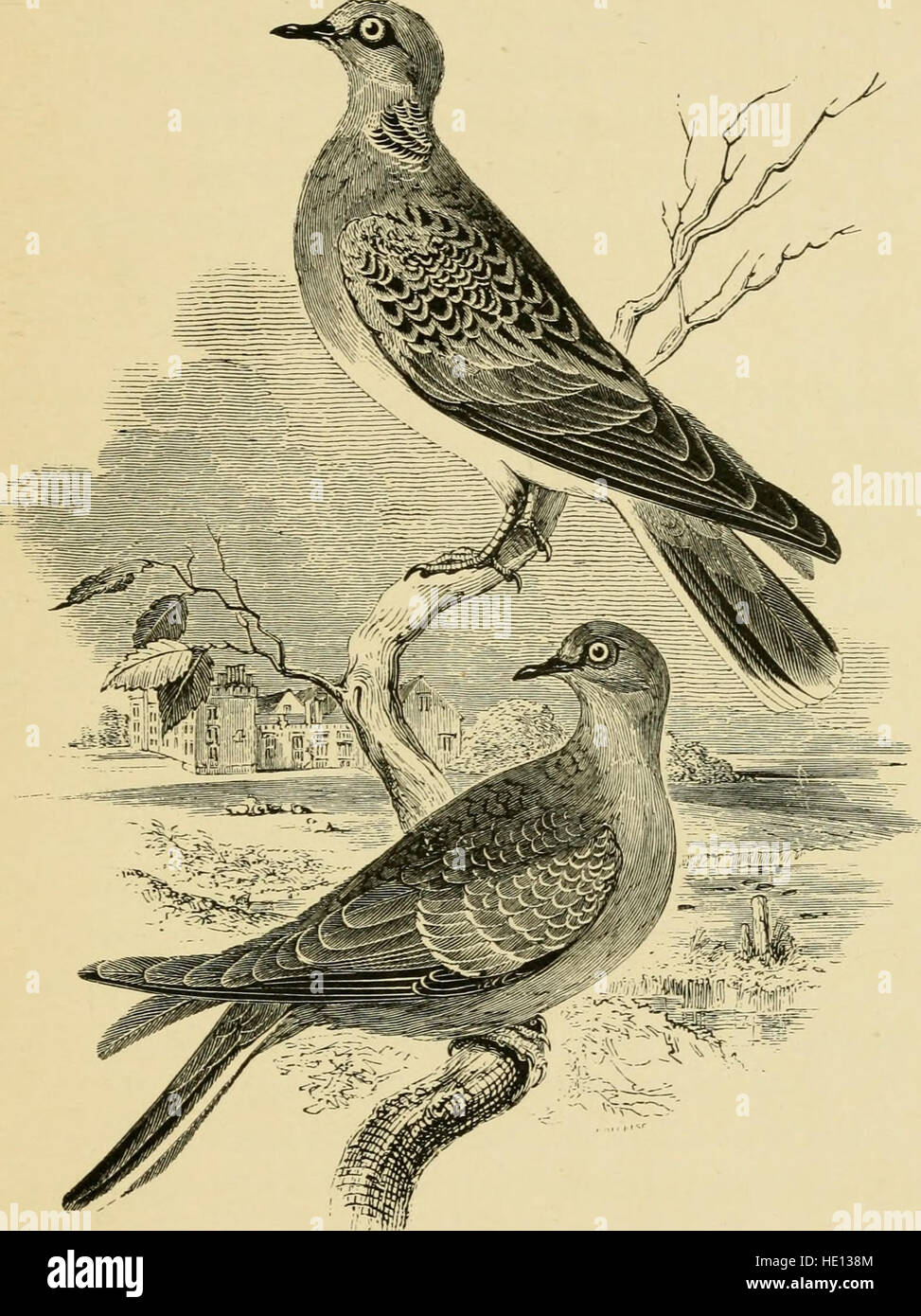 This 1916 work explores the various bird species mentioned in ...